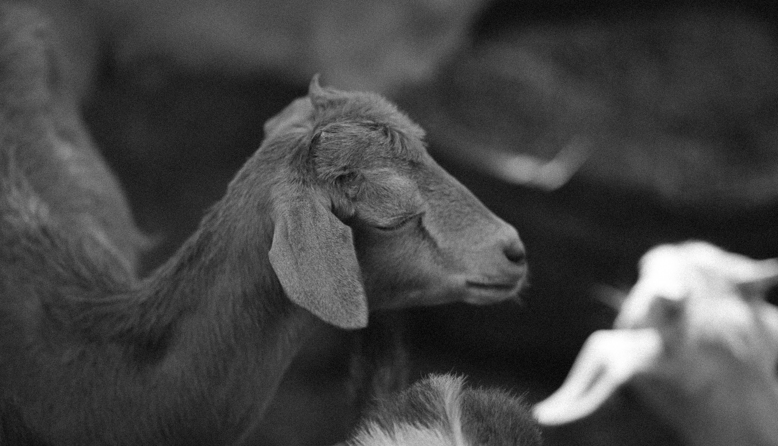 Opera Goat Photos, Download The BEST Free Opera Goat Stock Photos & HD ...