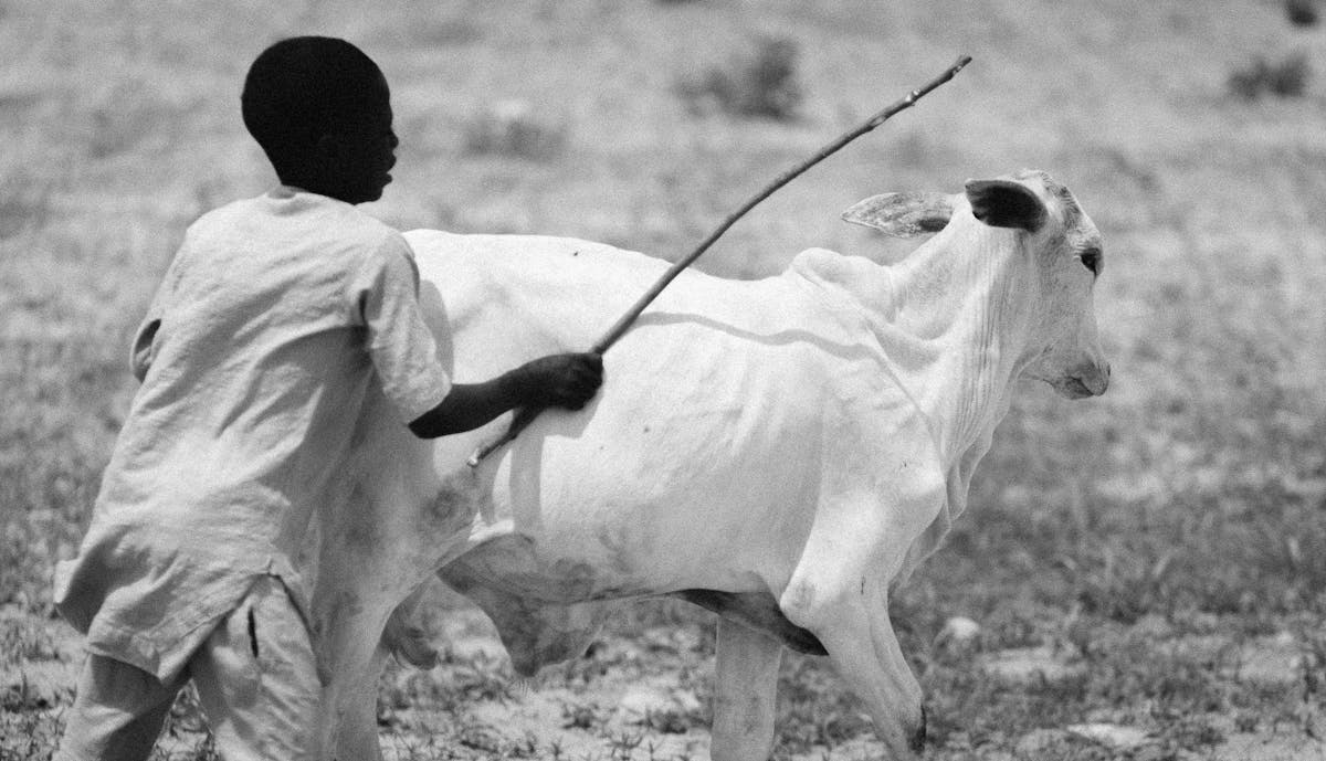 Milker Boy With Cow Photos, Download The BEST Free Milker Boy With Cow ...