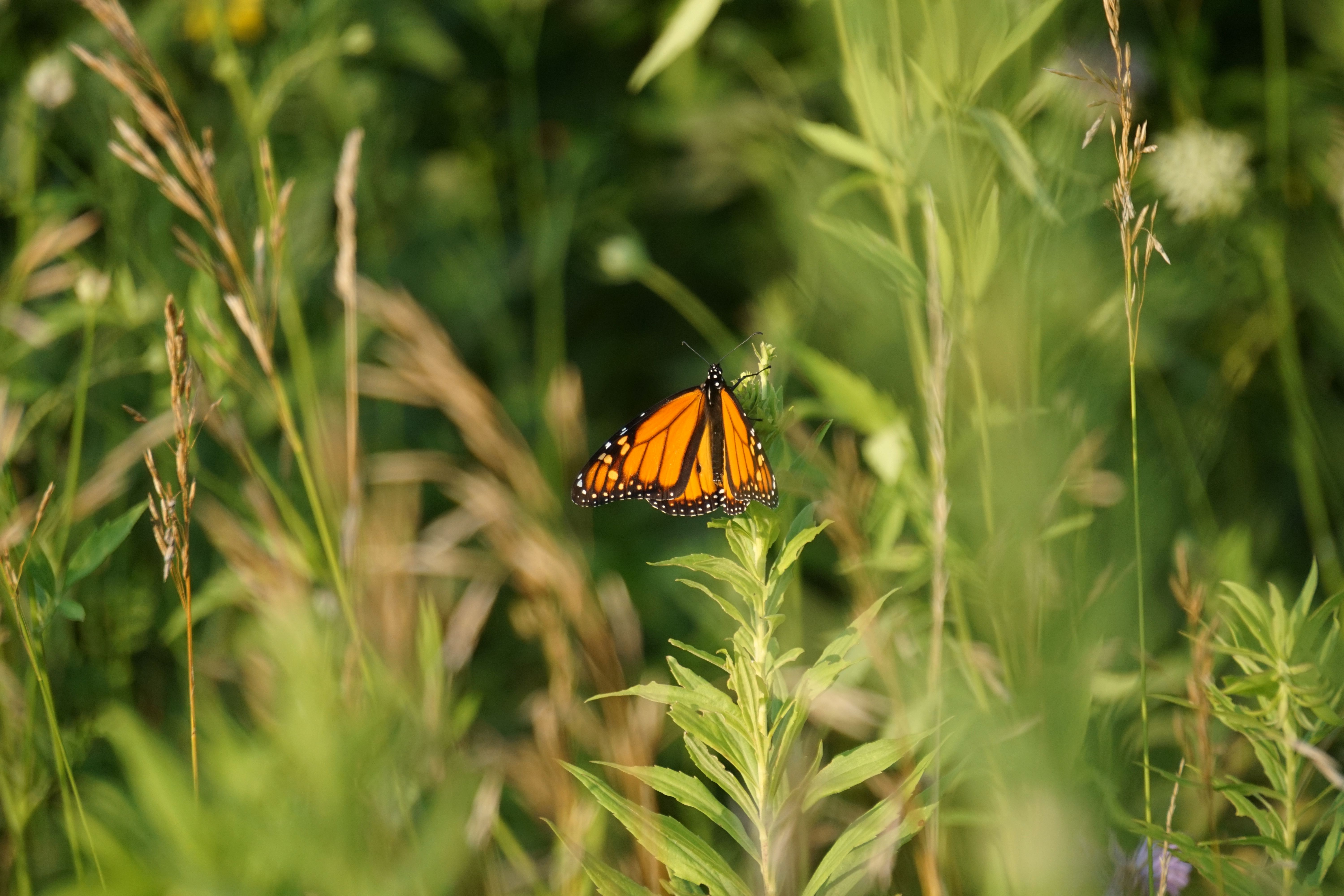 Monarch Butterfly Resting on Green Meadow · Free Stock Photo