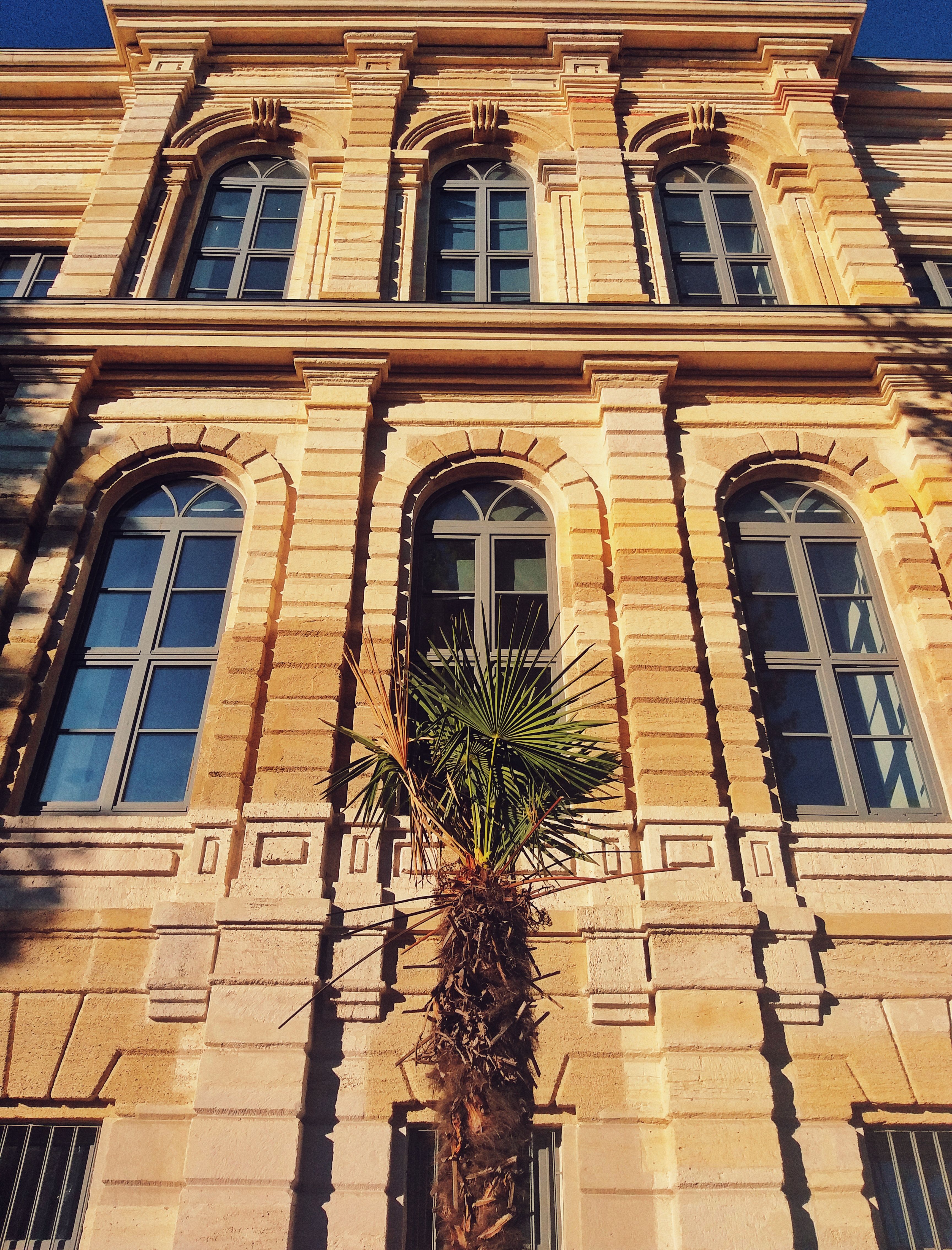 Historic Architecture with Palm Tree in İstanbul · Free Stock Photo