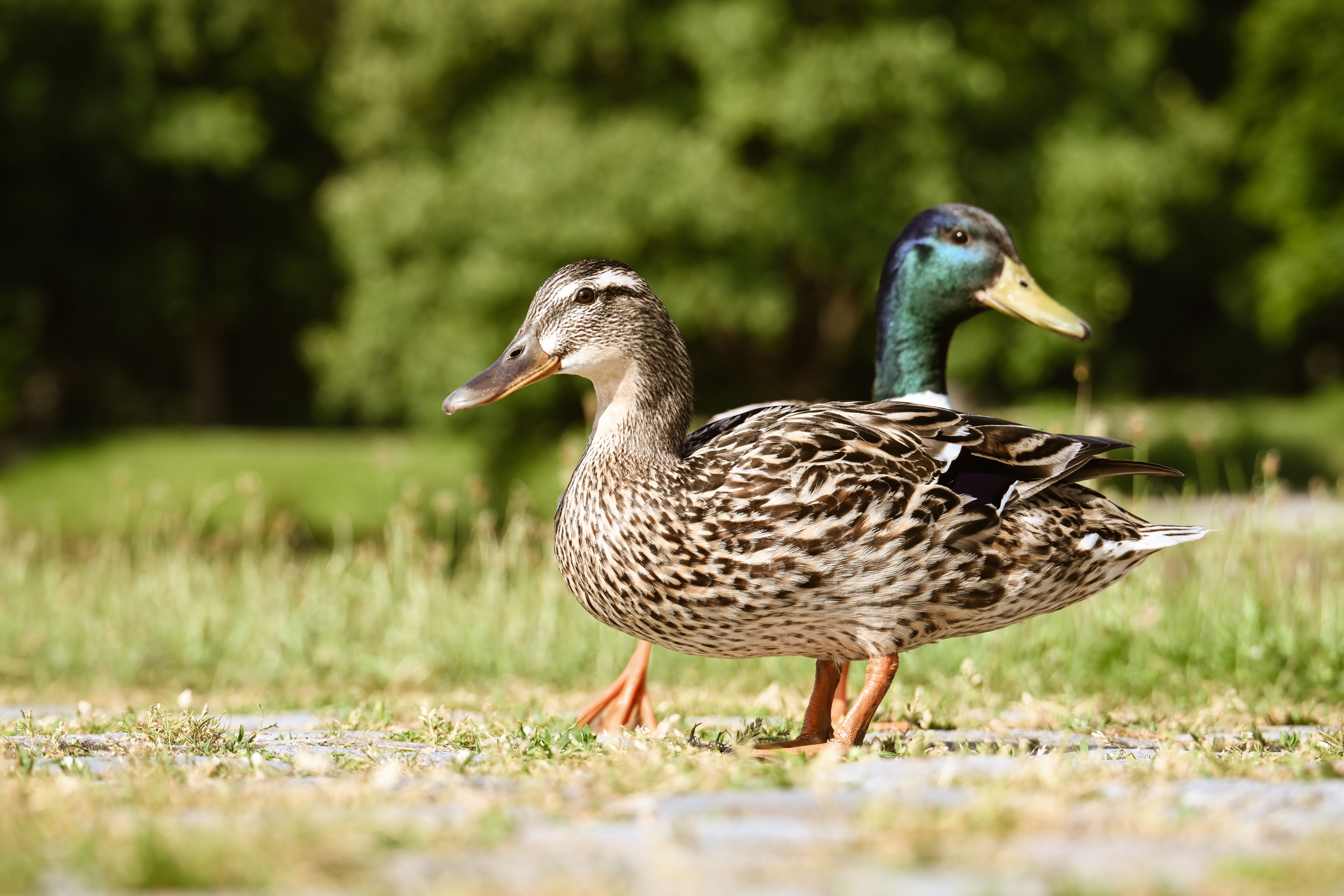Wild Ducks Photos, Download The BEST Free Wild Ducks Stock Photos & HD ...