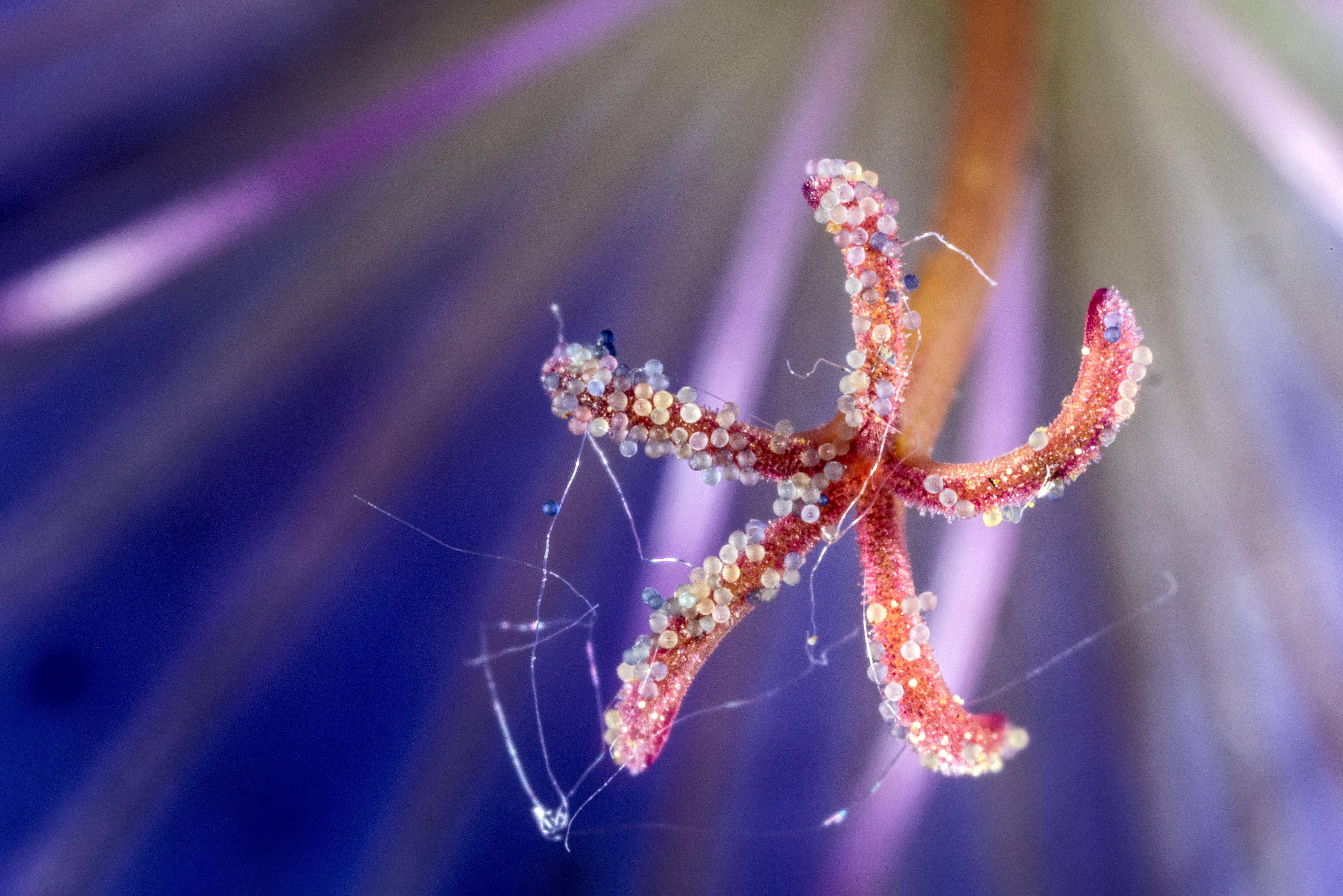Macro Shot of Flower Stamen with Pollen · Free Stock Photo