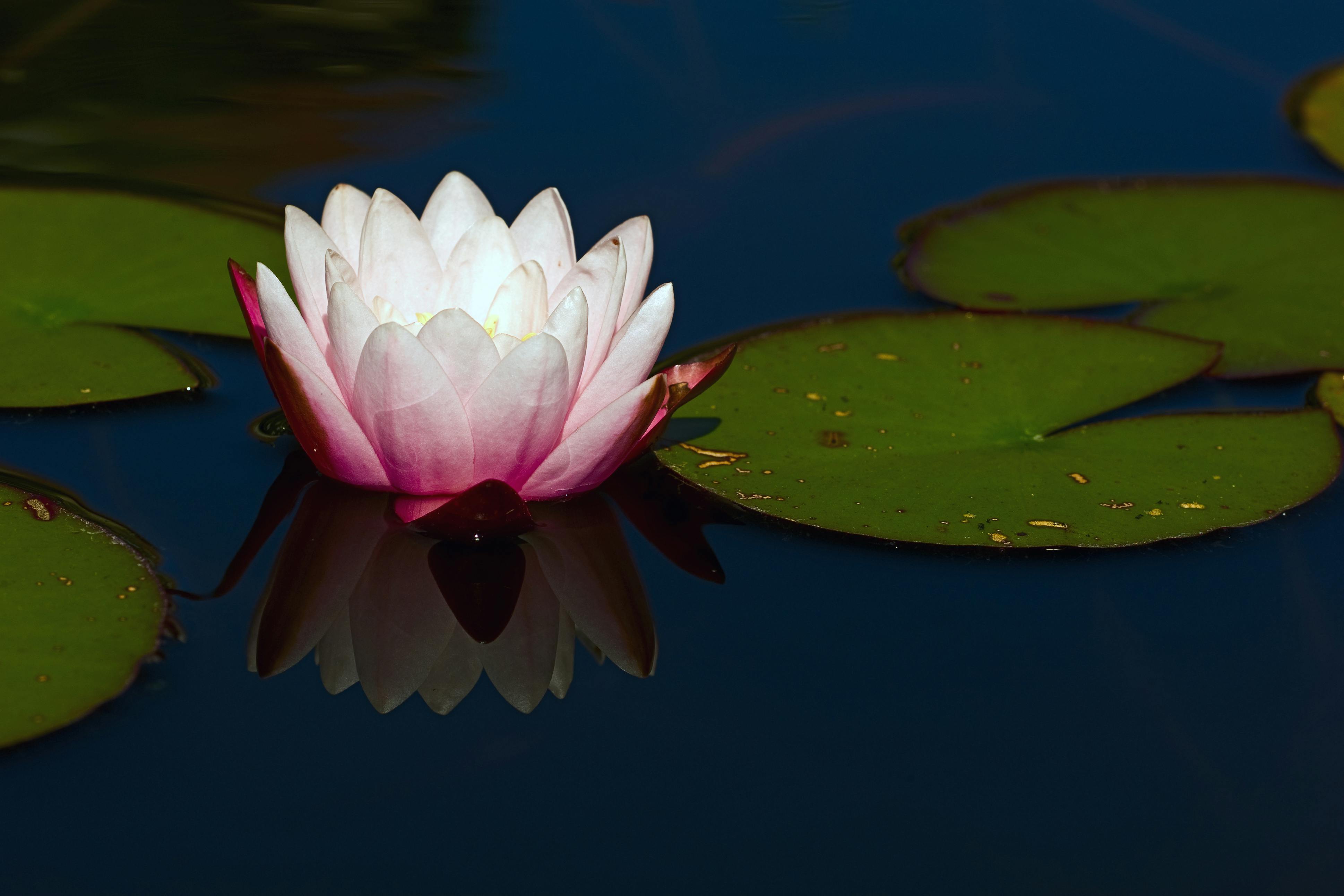 Samundar+Image Photos, Download The BEST Free Samundar+Image Stock ...