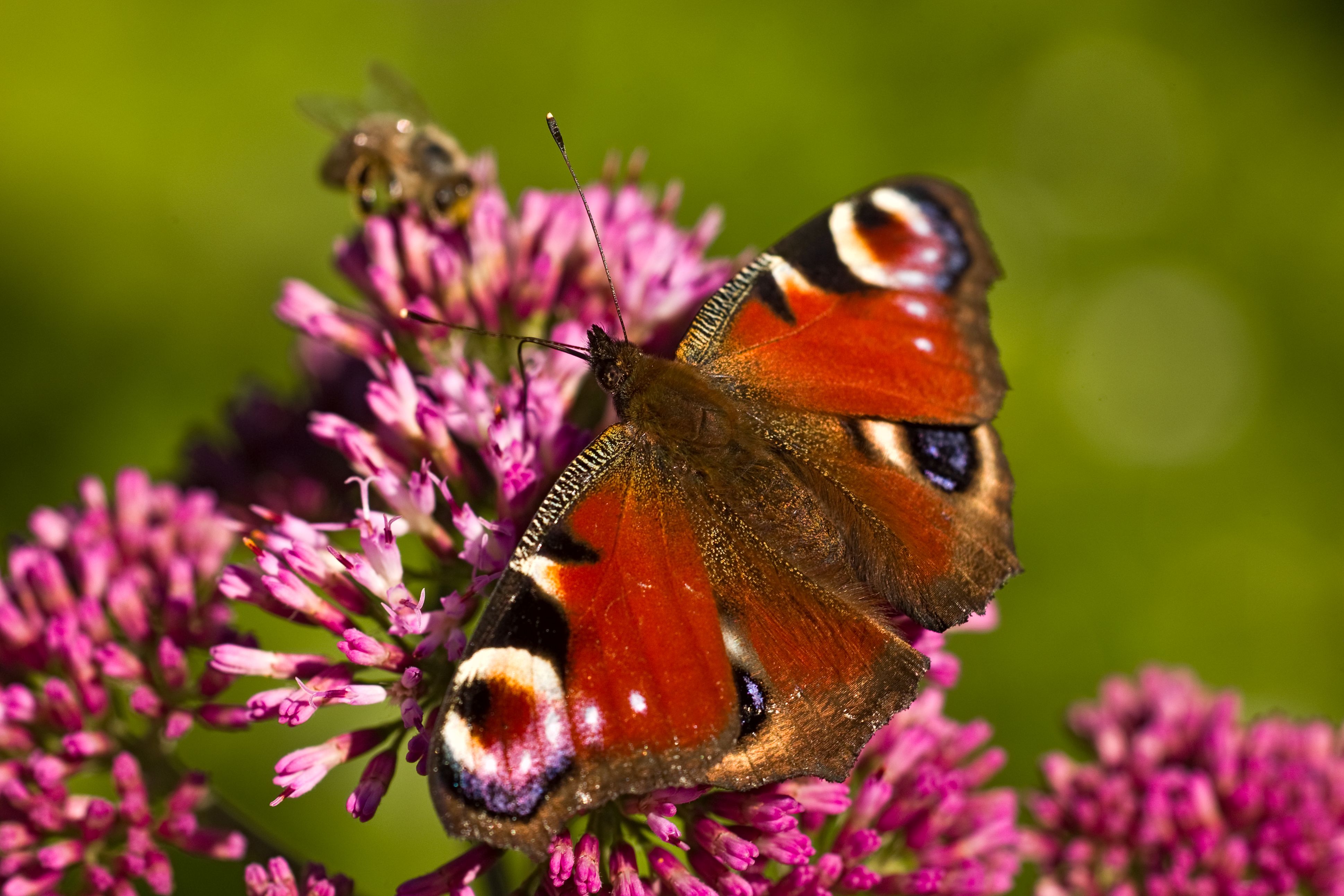 Butterfly Flying Photos, Download The BEST Free Butterfly Flying Stock ...