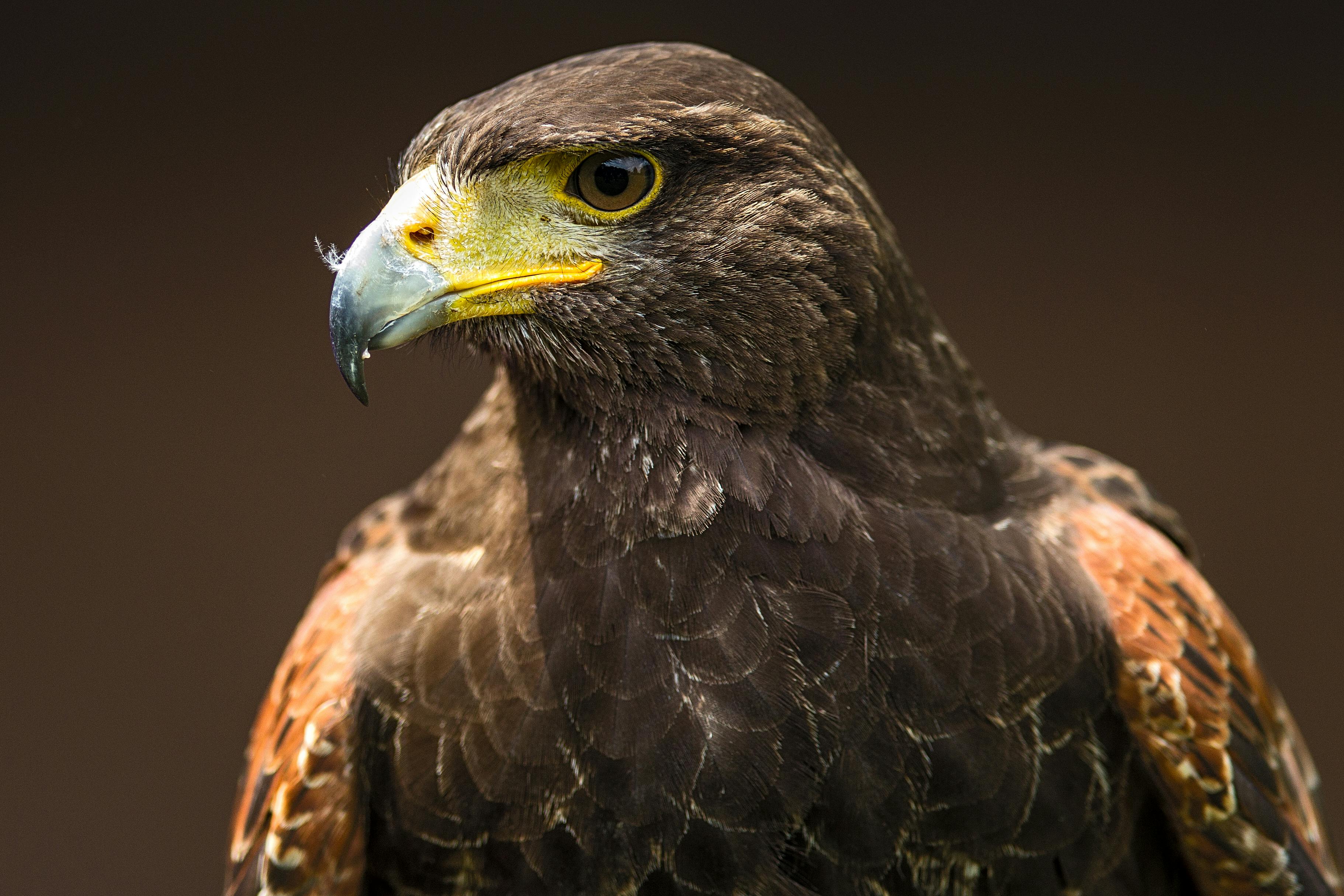 Golden Falcon Photos, Download The BEST Free Golden Falcon Stock Photos ...
