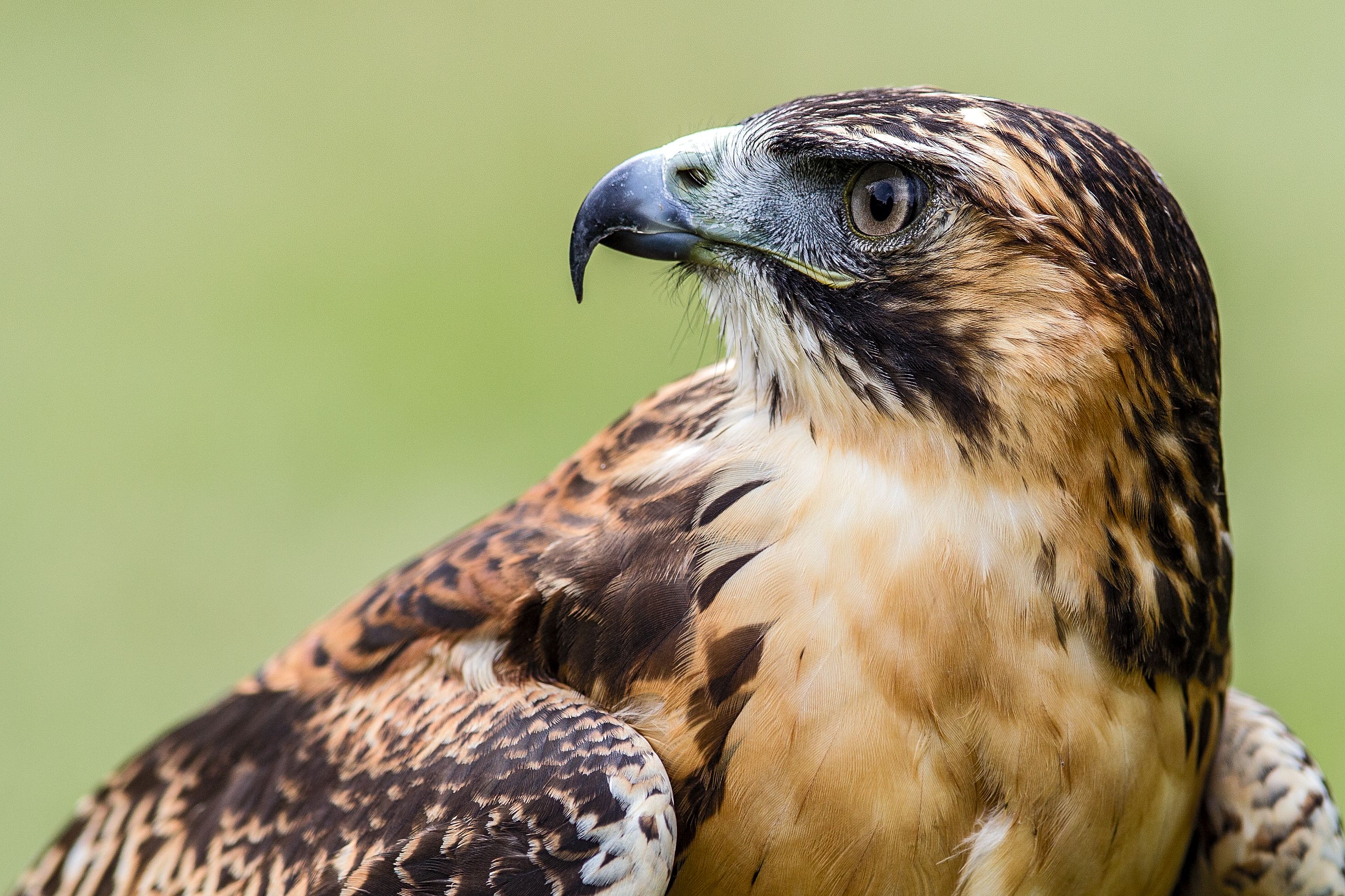 Close-up of a Majestic Hawk in Natural Habitat · Free Stock Photo