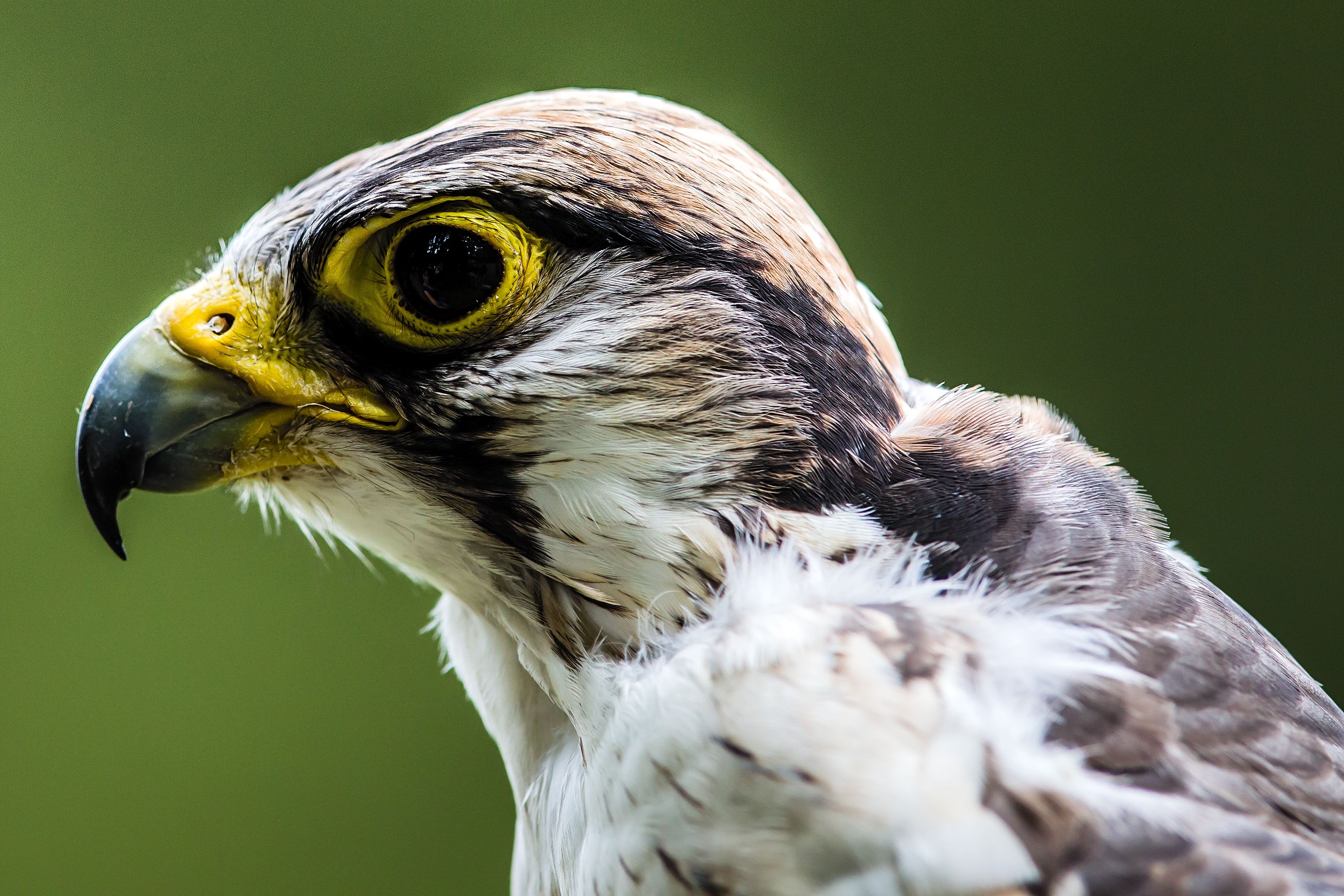 Hunter Photos, Download The BEST Free Hunter Stock Photos & HD Images