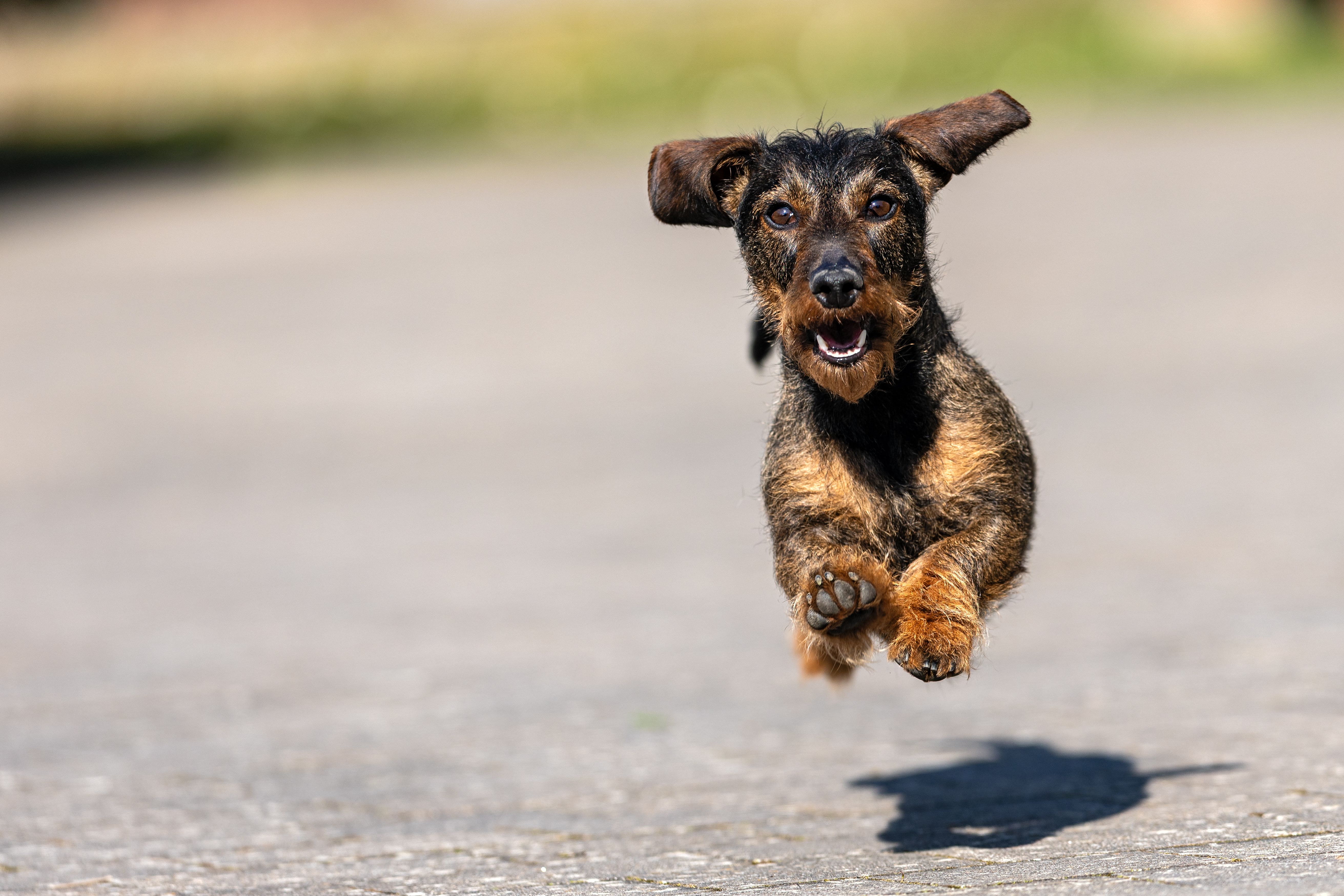 Dachshund Photos, Download The BEST Free Dachshund Stock Photos & HD Images