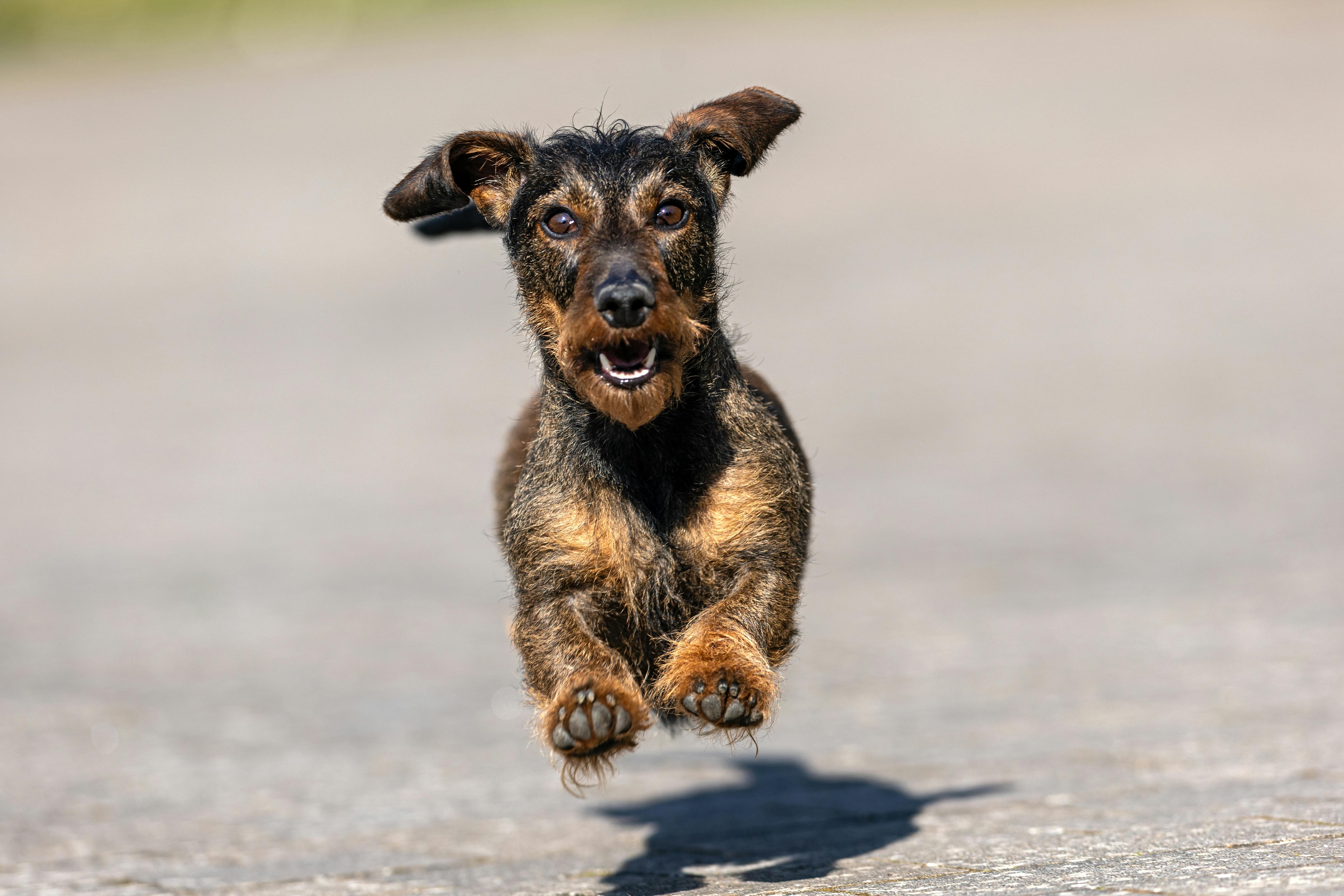 400+ Dackel Bilder und Fotos · Kostenlos Downloaden · Pexels Stock-Fotos