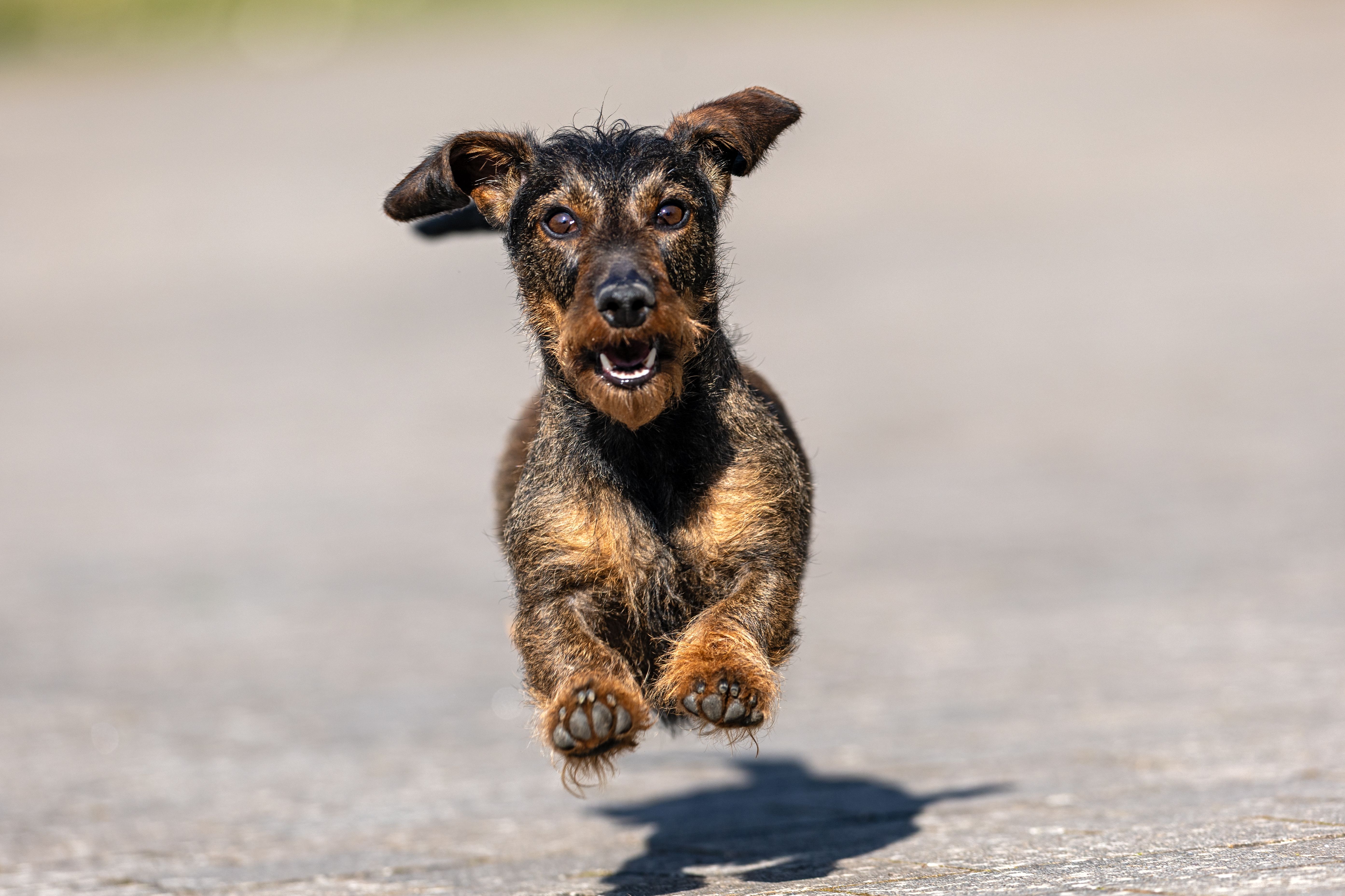 Energetic Wire-Haired Dachshund Running Outdoors · Free Stock Photo