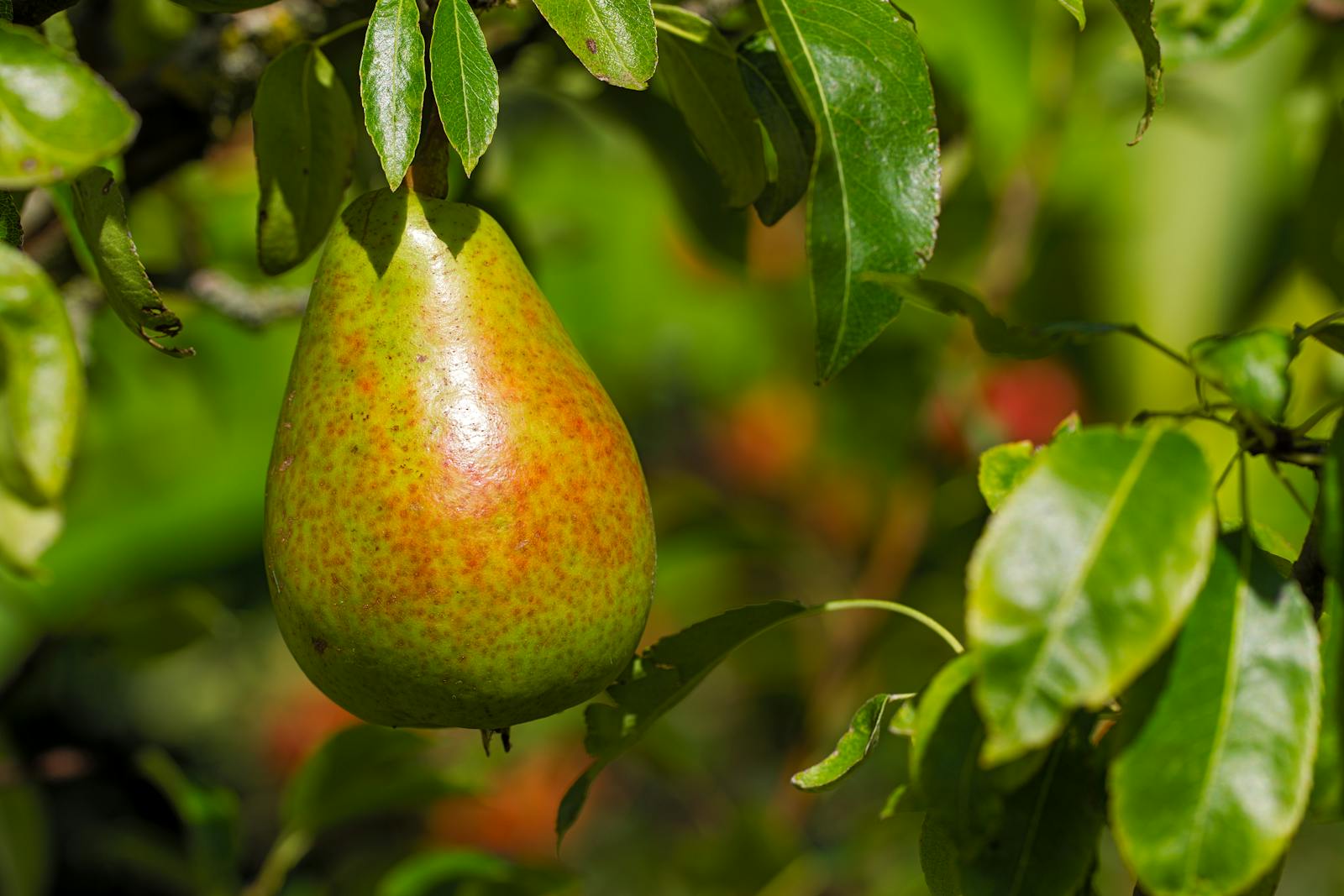 Partridge In A Pear Tree Photos, Download The BEST Free Partridge In A ...
