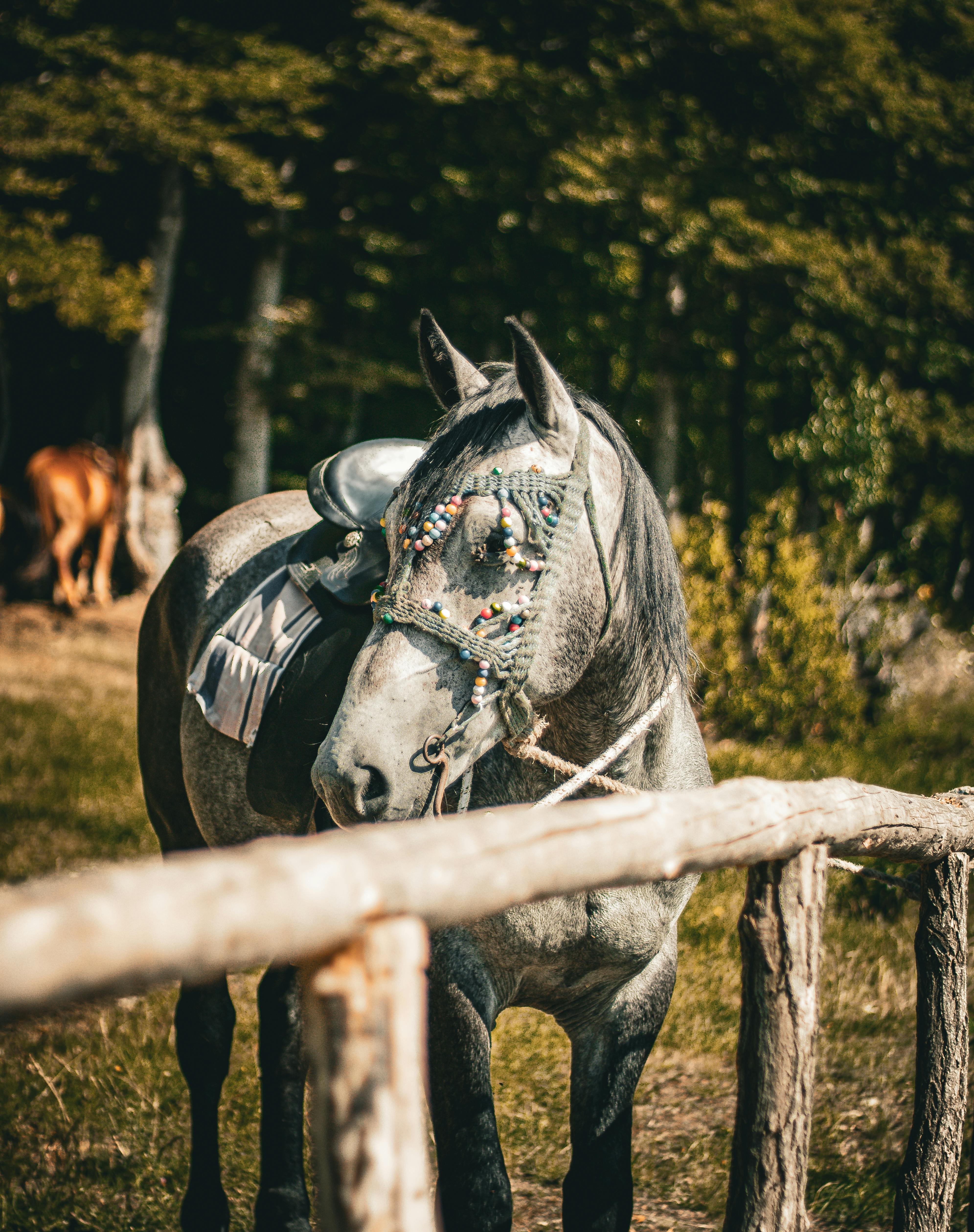 Majestic Horse in North Macedonian Countryside · Free Stock Photo