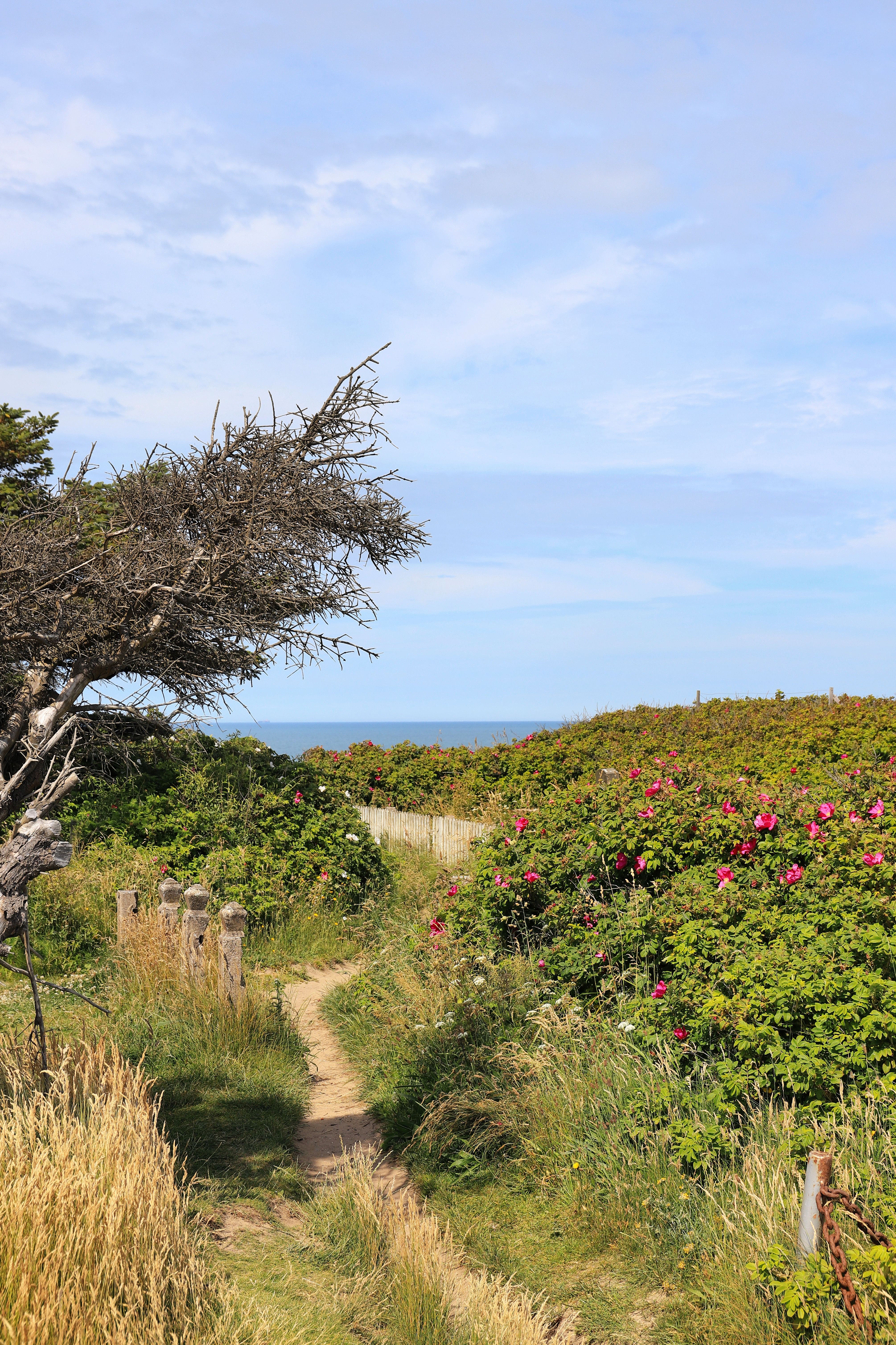 Scenic Coastal Path in Denmark with Flowers · Free Stock Photo