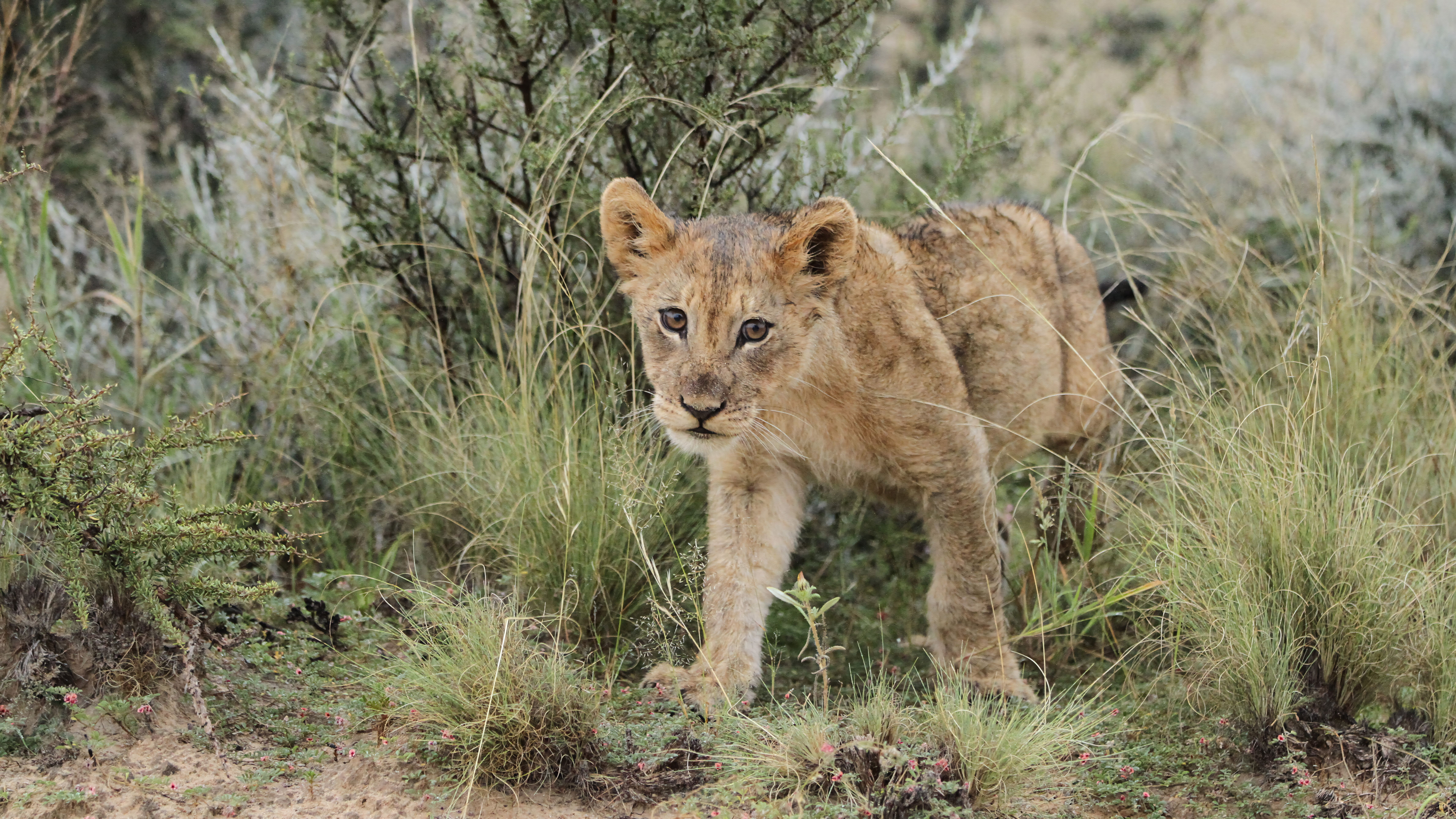 Lion In Wild Photos, Download The BEST Free Lion In Wild Stock Photos ...