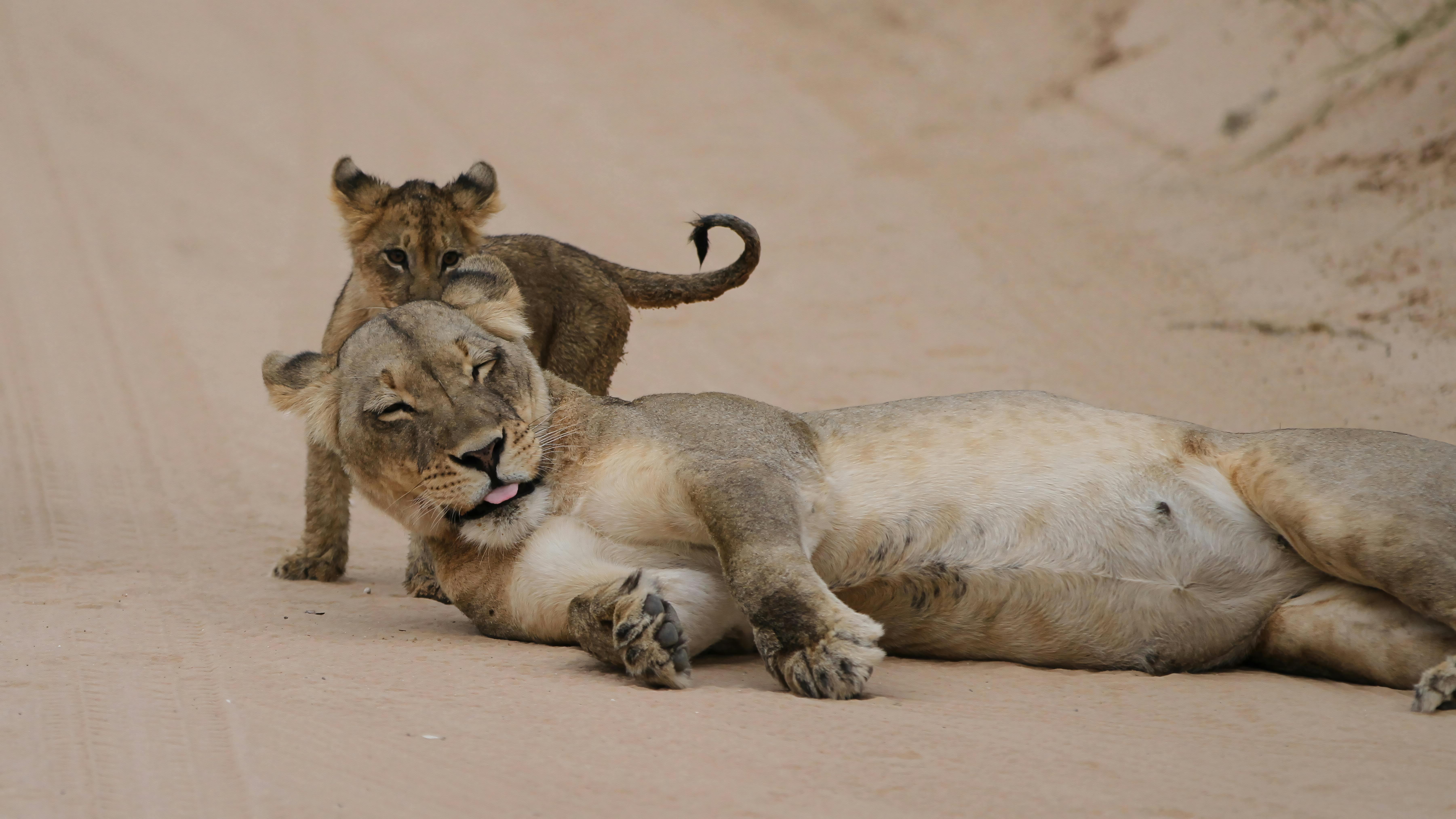 Mom Resting Photos, Download The BEST Free Mom Resting Stock Photos ...