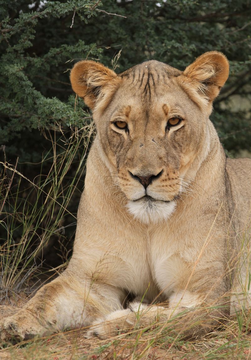 Scarface Lion Photos, Download The BEST Free Scarface Lion Stock Photos ...