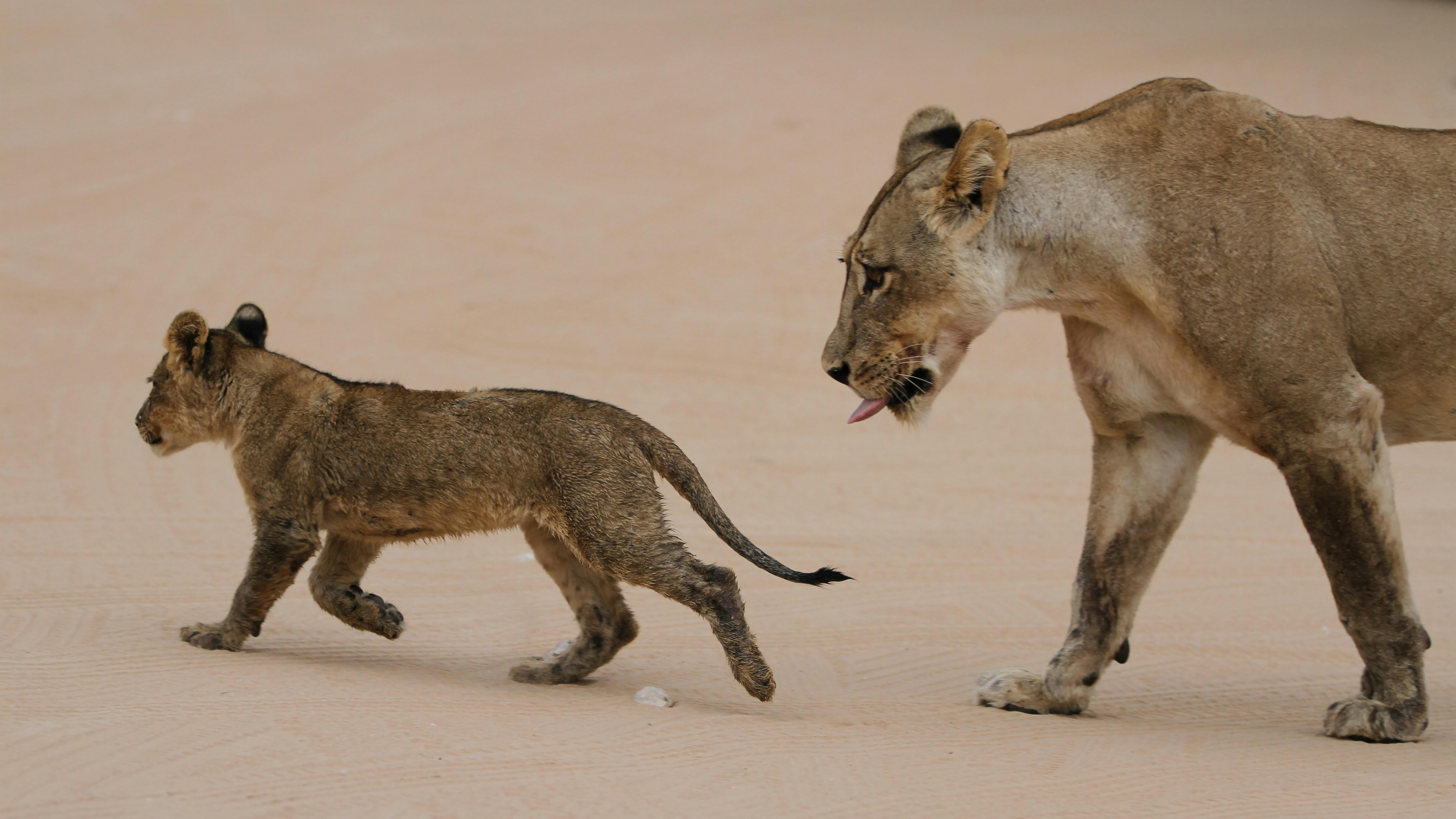 Animal Paths Photos, Download The BEST Free Animal Paths Stock Photos ...