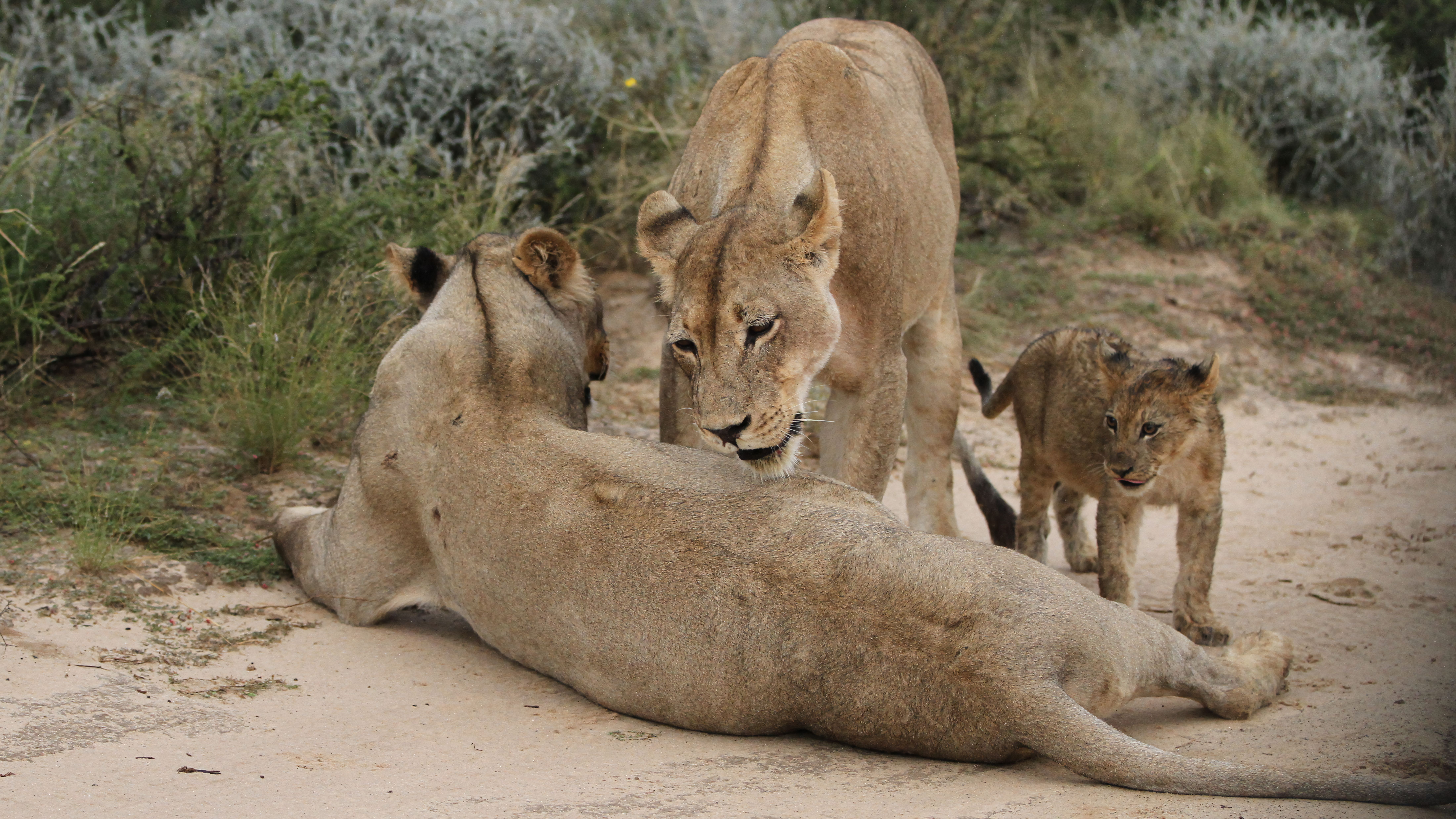 Two African Lions Showcasing Bonding Behavior · Free Stock Photo