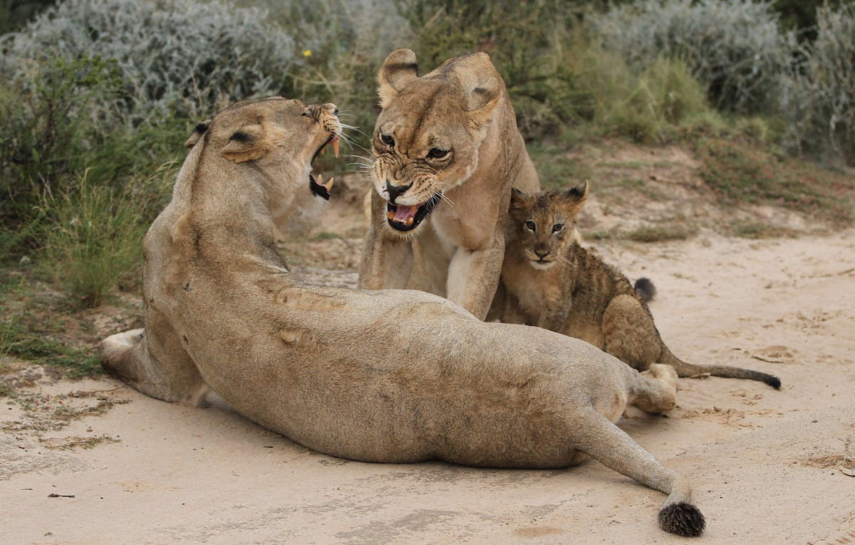 Lion Cub Photos, Download The BEST Free Lion Cub Stock Photos & HD Images