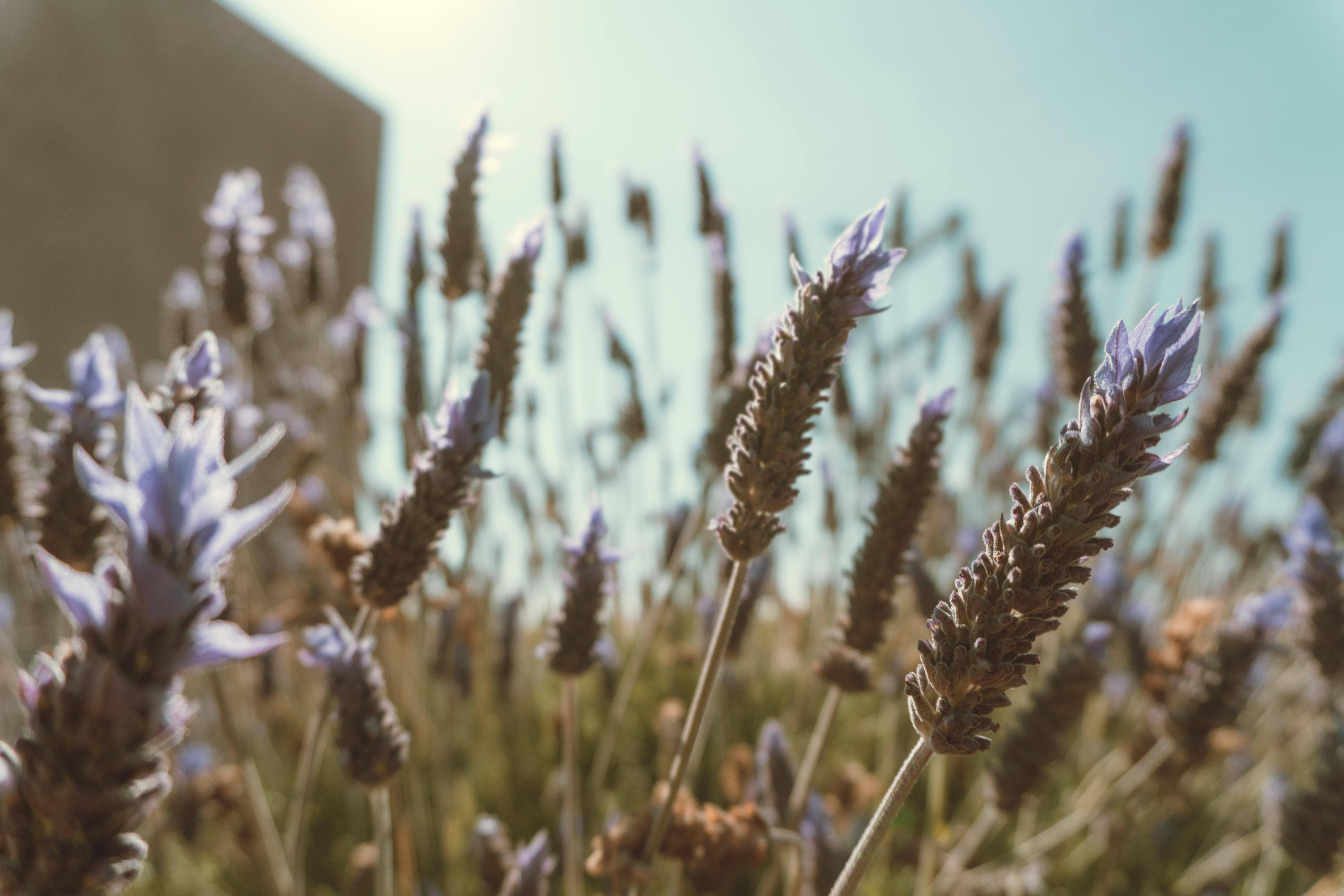 Photo Of A Plant · Free Stock Photo