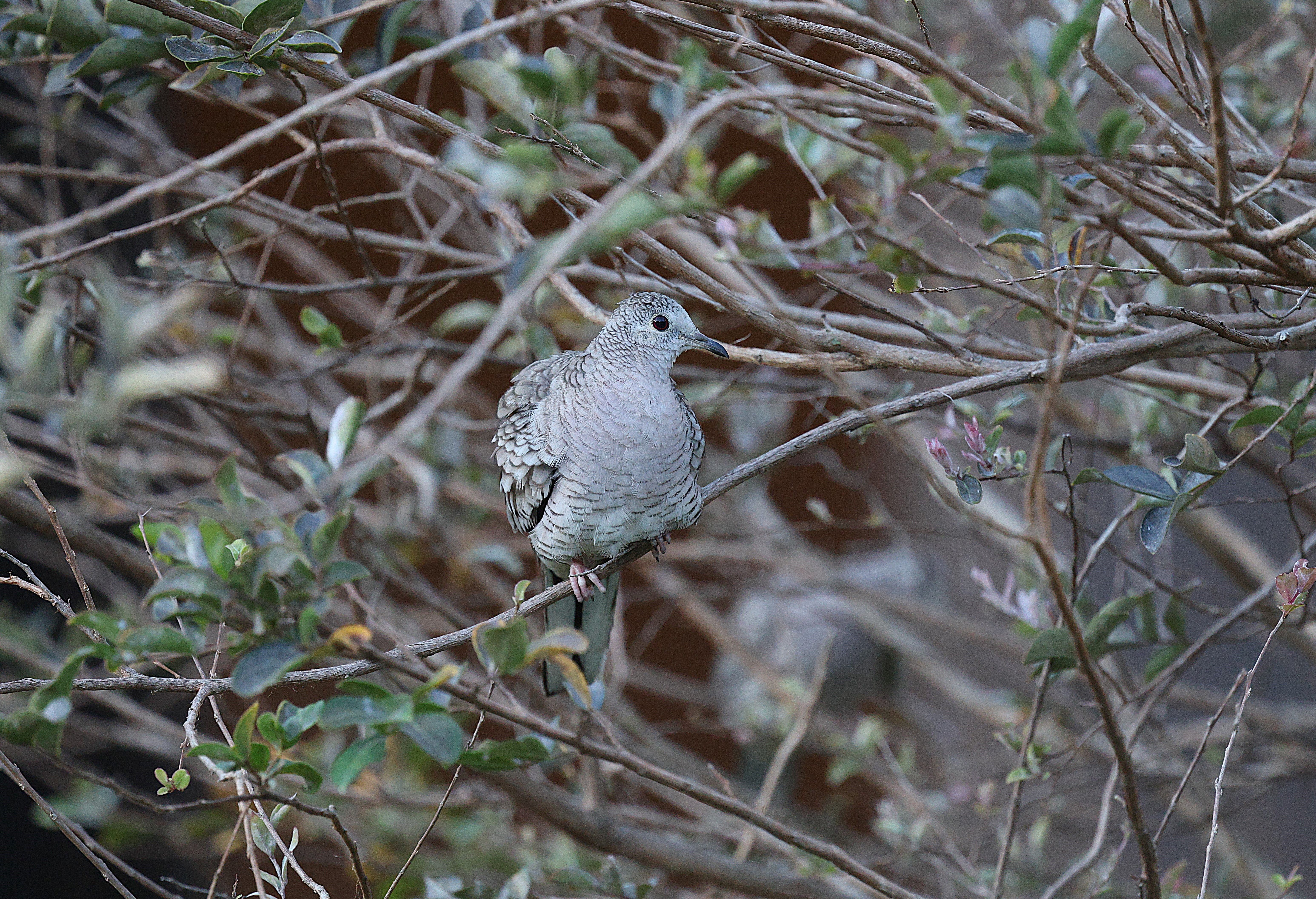 Inca Dove Perched on Branch in Natural Habitat · Free Stock Photo