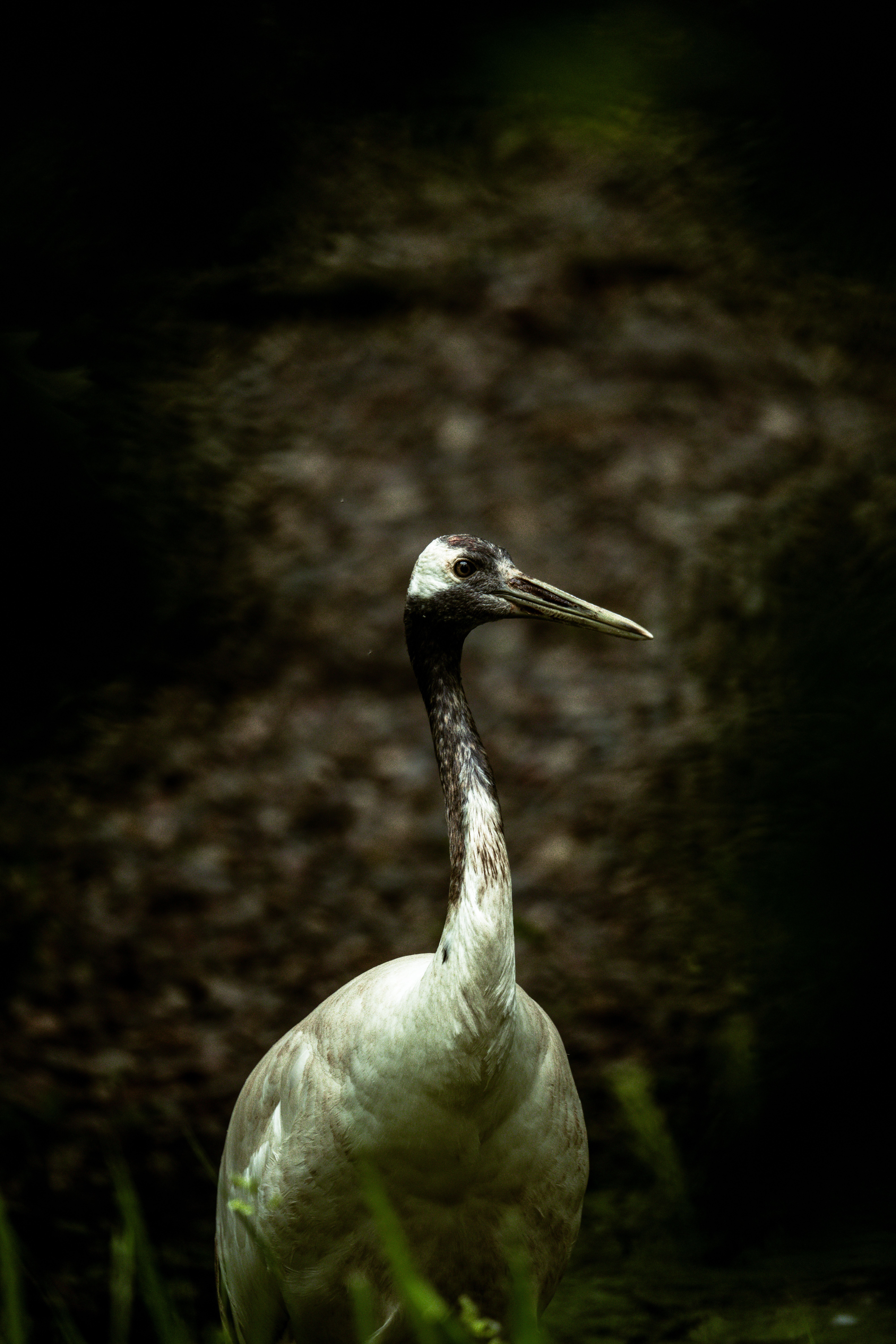 Elegant White Crane in Natural Habitat · Free Stock Photo