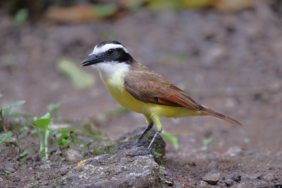 Costa Rica Photos, Download The BEST Free Costa Rica Stock Photos & HD ...