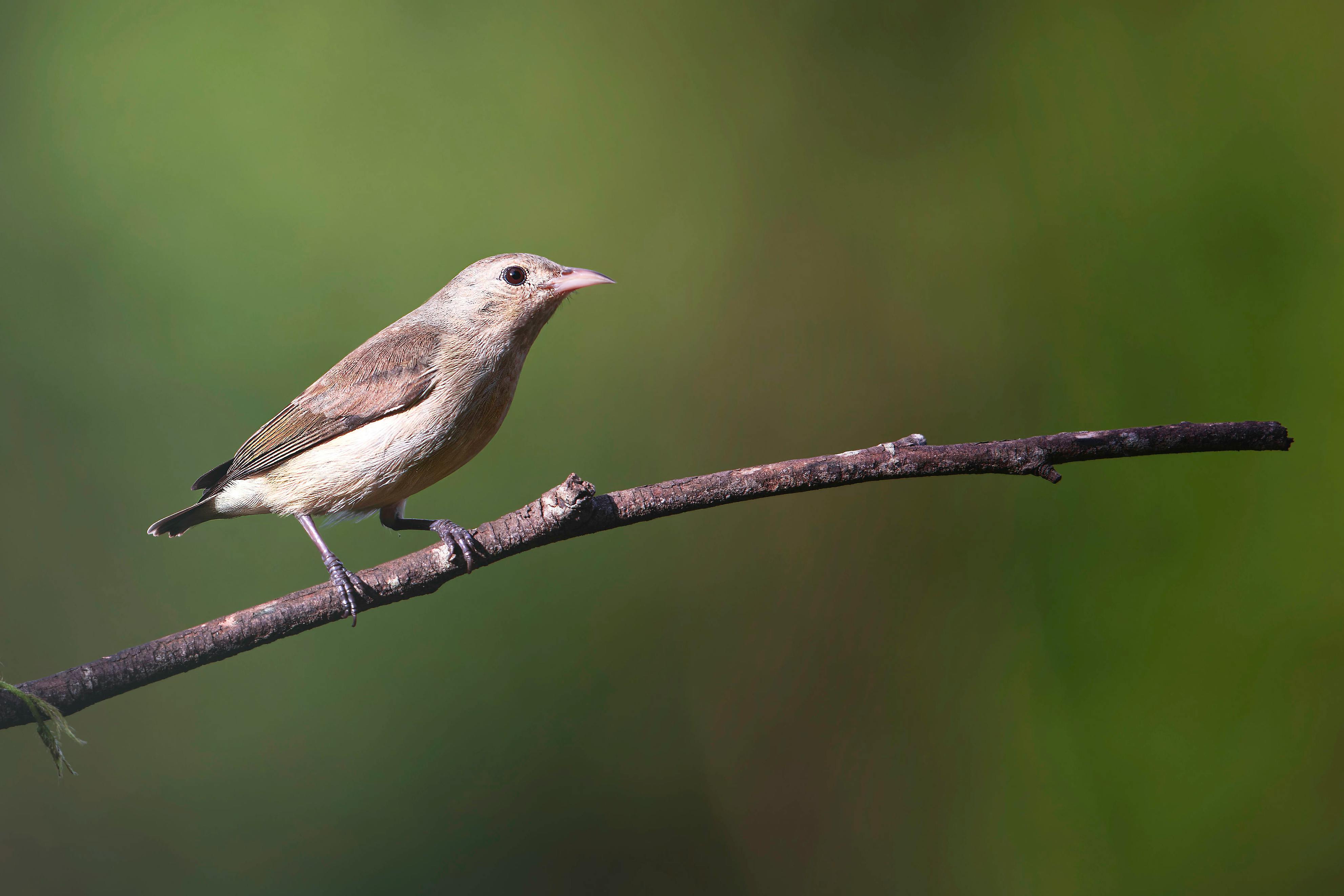 Free+Pike Photos, Download The BEST Free Free+Pike Stock Photos & HD Images