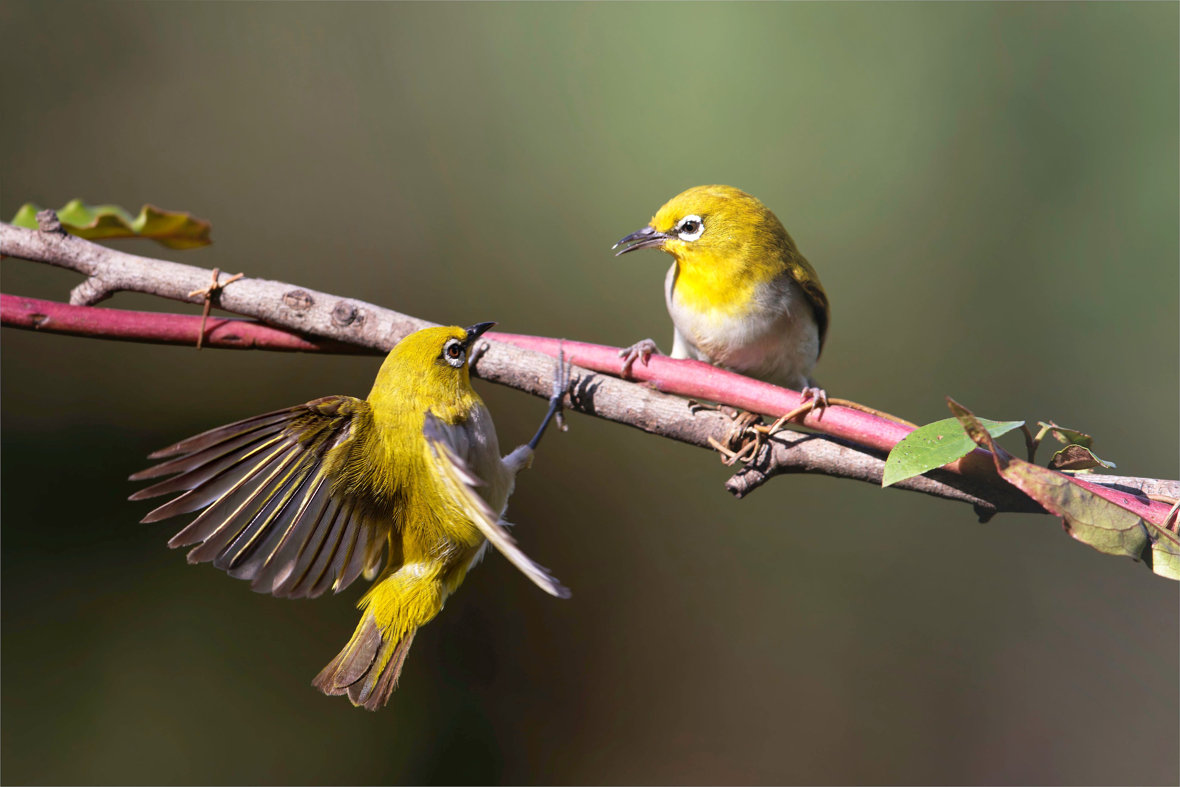 Parent Bird Feeding Its Chick on Branch · Free Stock Photo