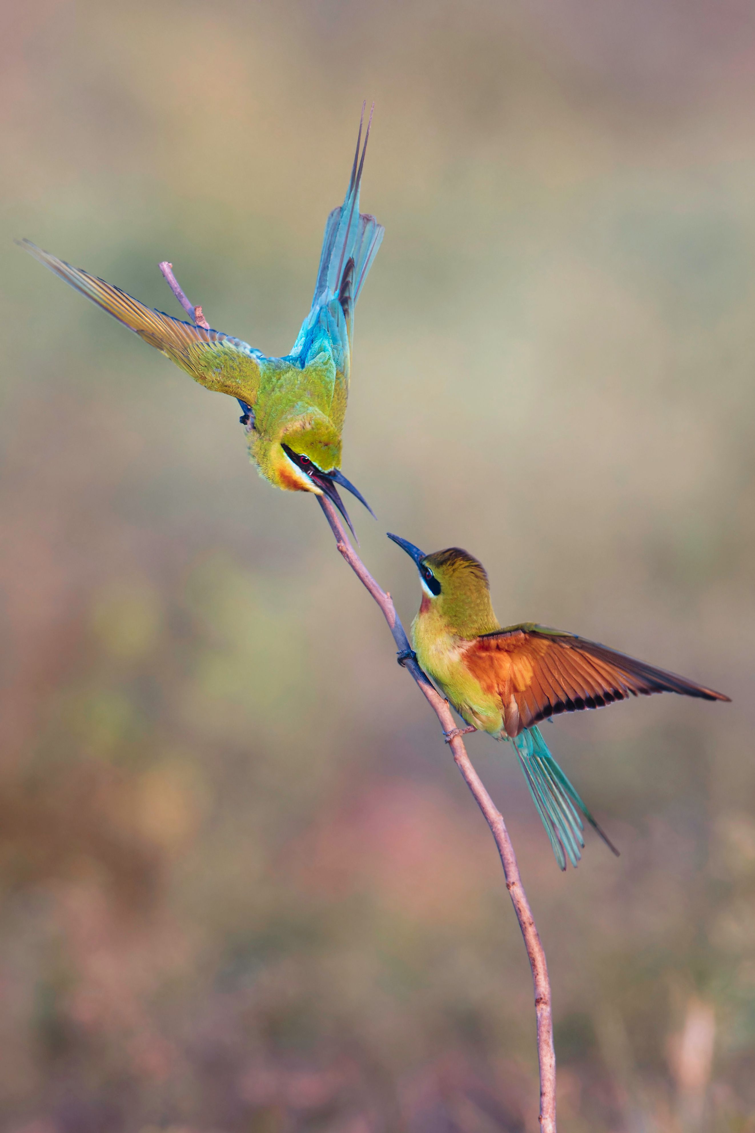 Colorful Birds Photos, Download The BEST Free Colorful Birds Stock ...