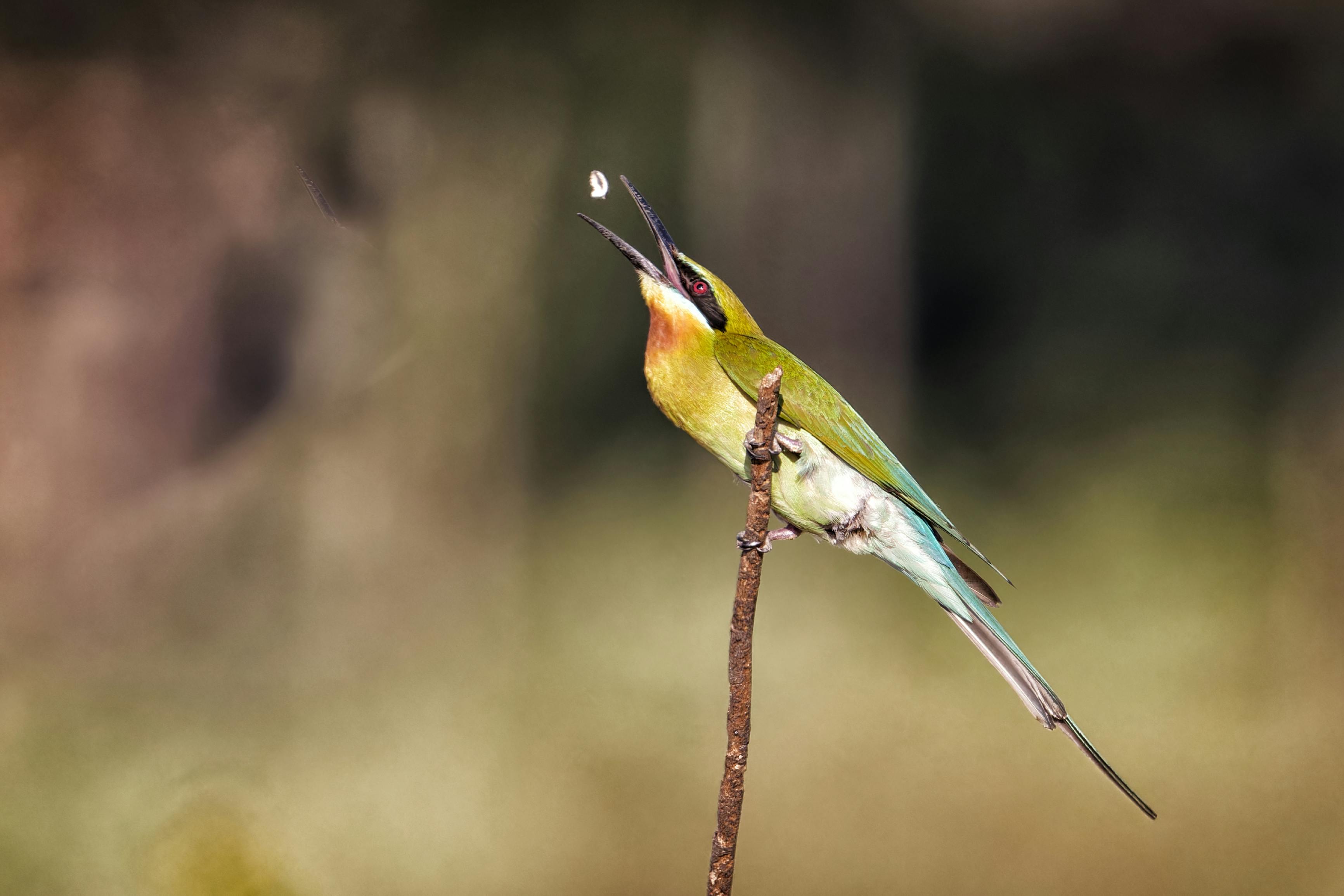 Pájaro Abejaruco Colorido Atrapando Insectos En El Aire · Foto de stock ...