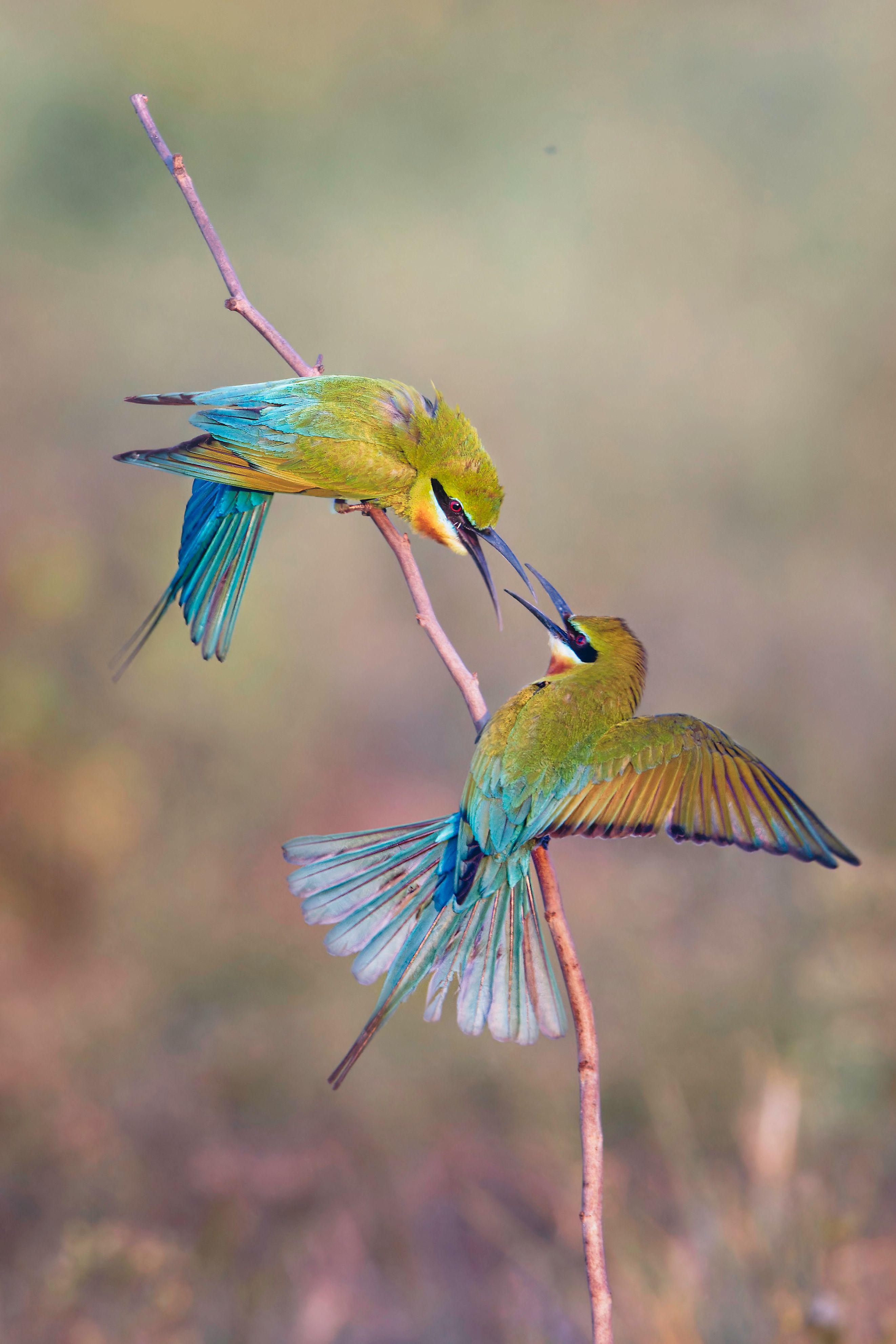 Colorful Birds Photos, Download The BEST Free Colorful Birds Stock ...