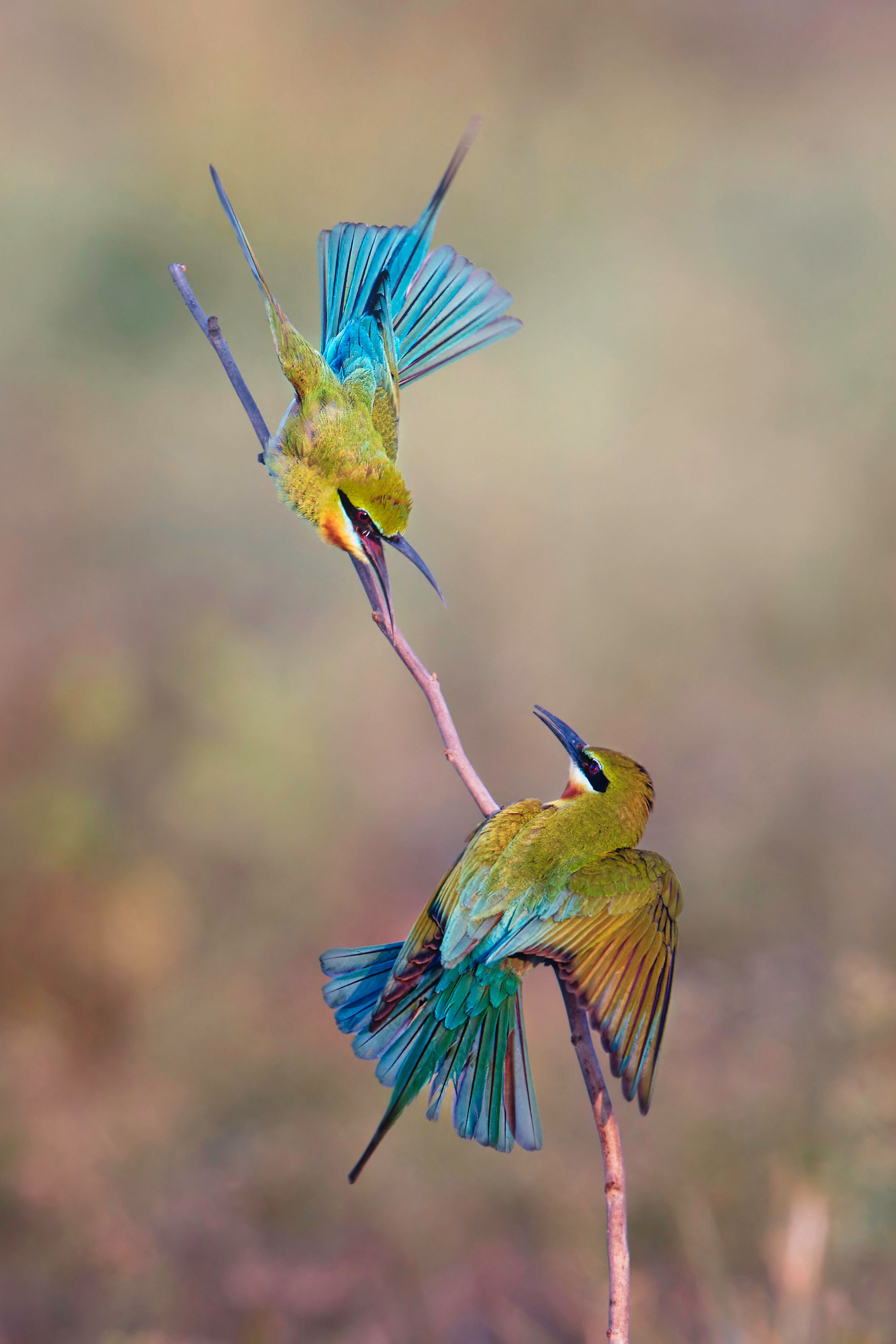 Green Bee-eaters in Flight with Vibrant Colors · Free Stock Photo