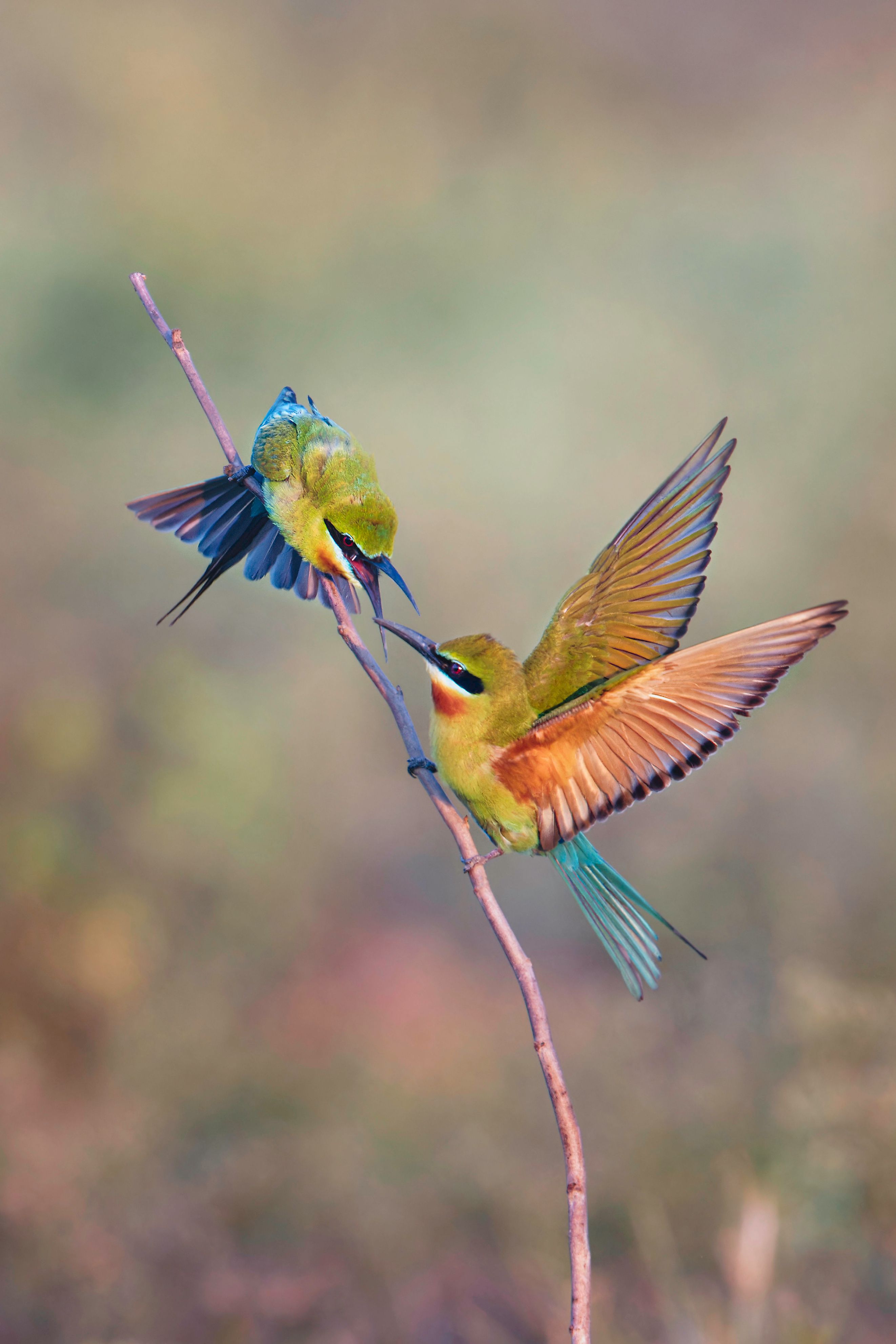 Colourful Birds Flying Photos, Download The BEST Free Colourful Birds ...
