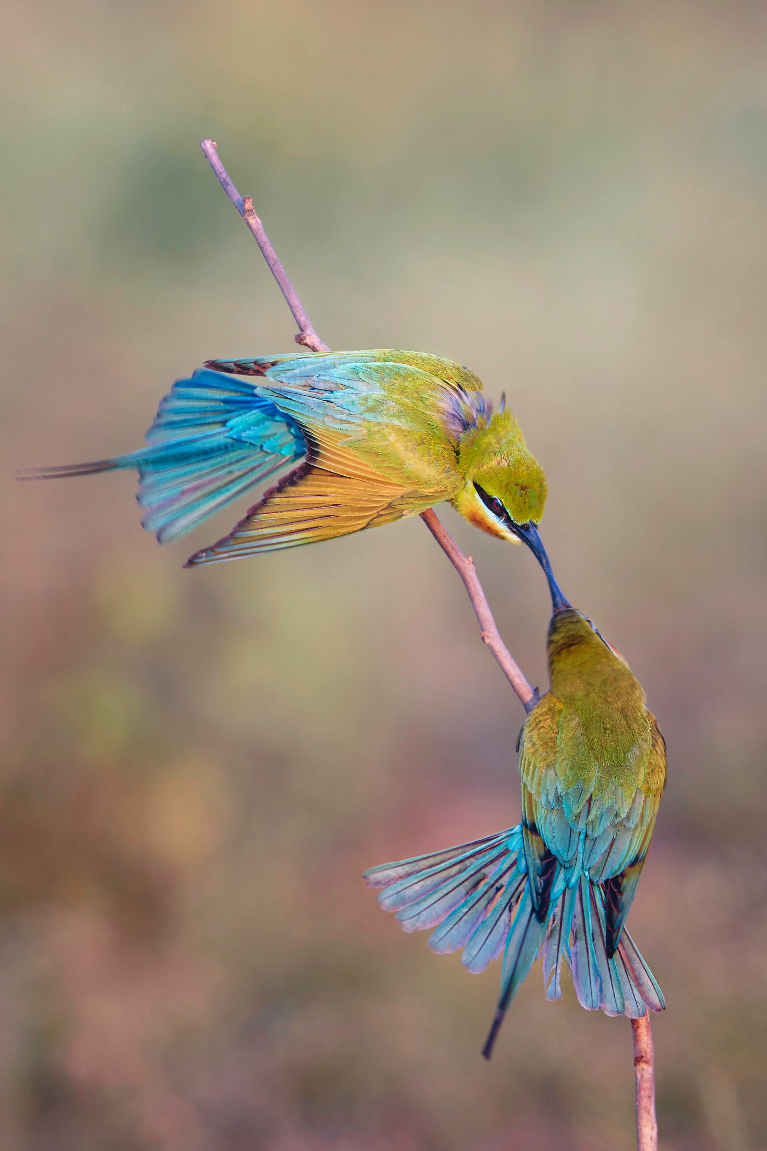 Colorful Birds Photos, Download The BEST Free Colorful Birds Stock ...