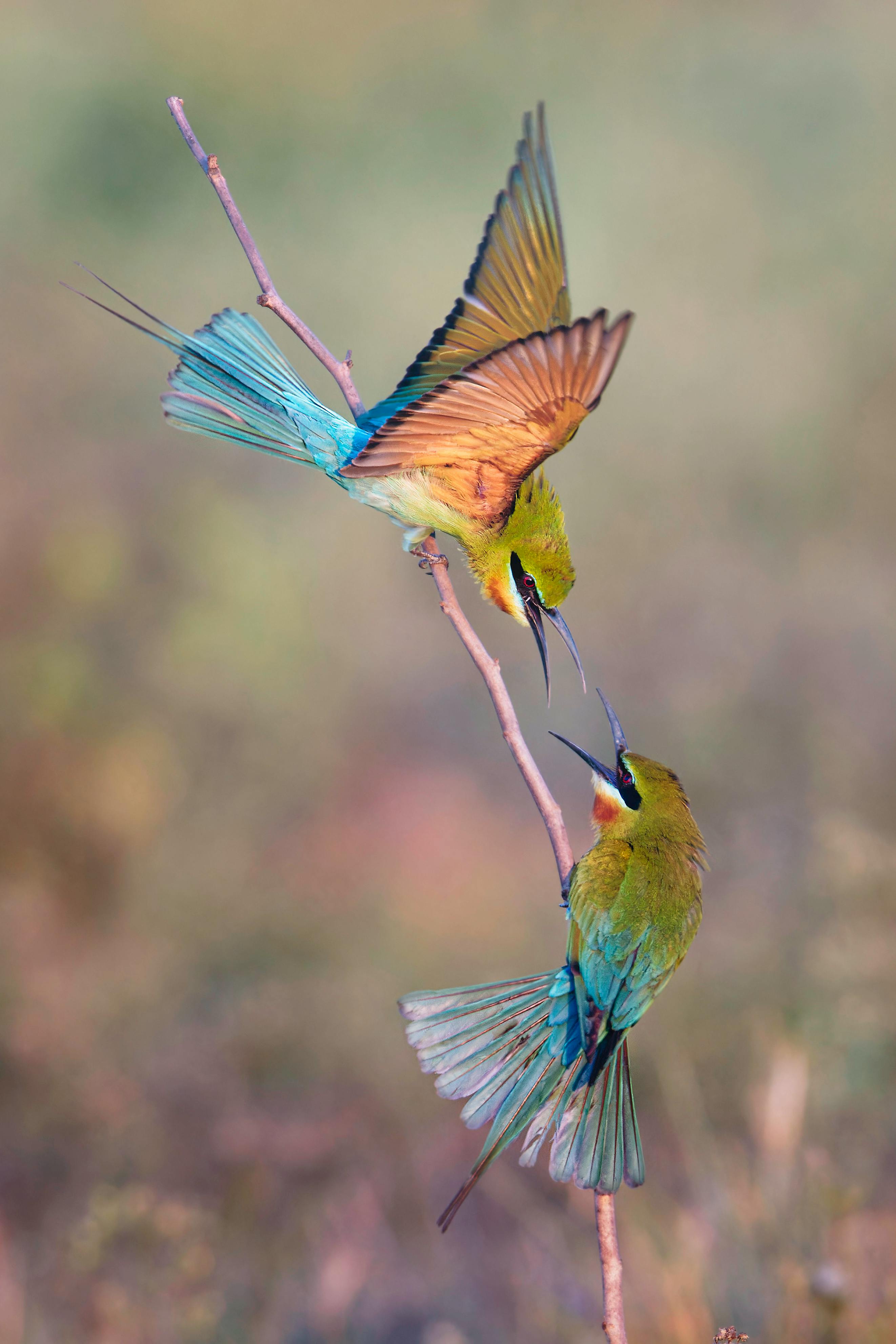 Colorful Birds Engaged in Mid-Air Interaction · Free Stock Photo