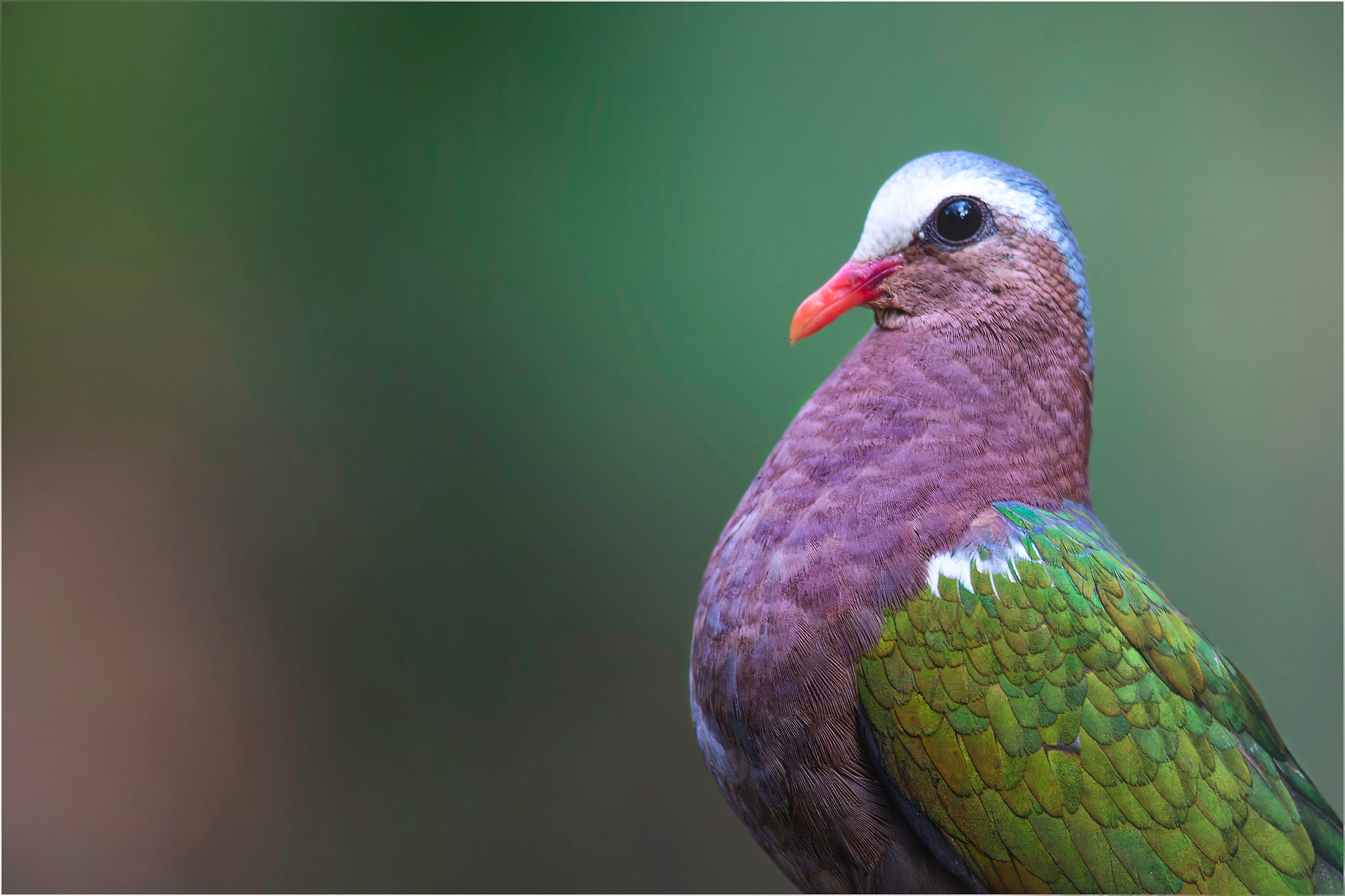 Close-up of a Colorful Exotic Dove in Profile · Free Stock Photo