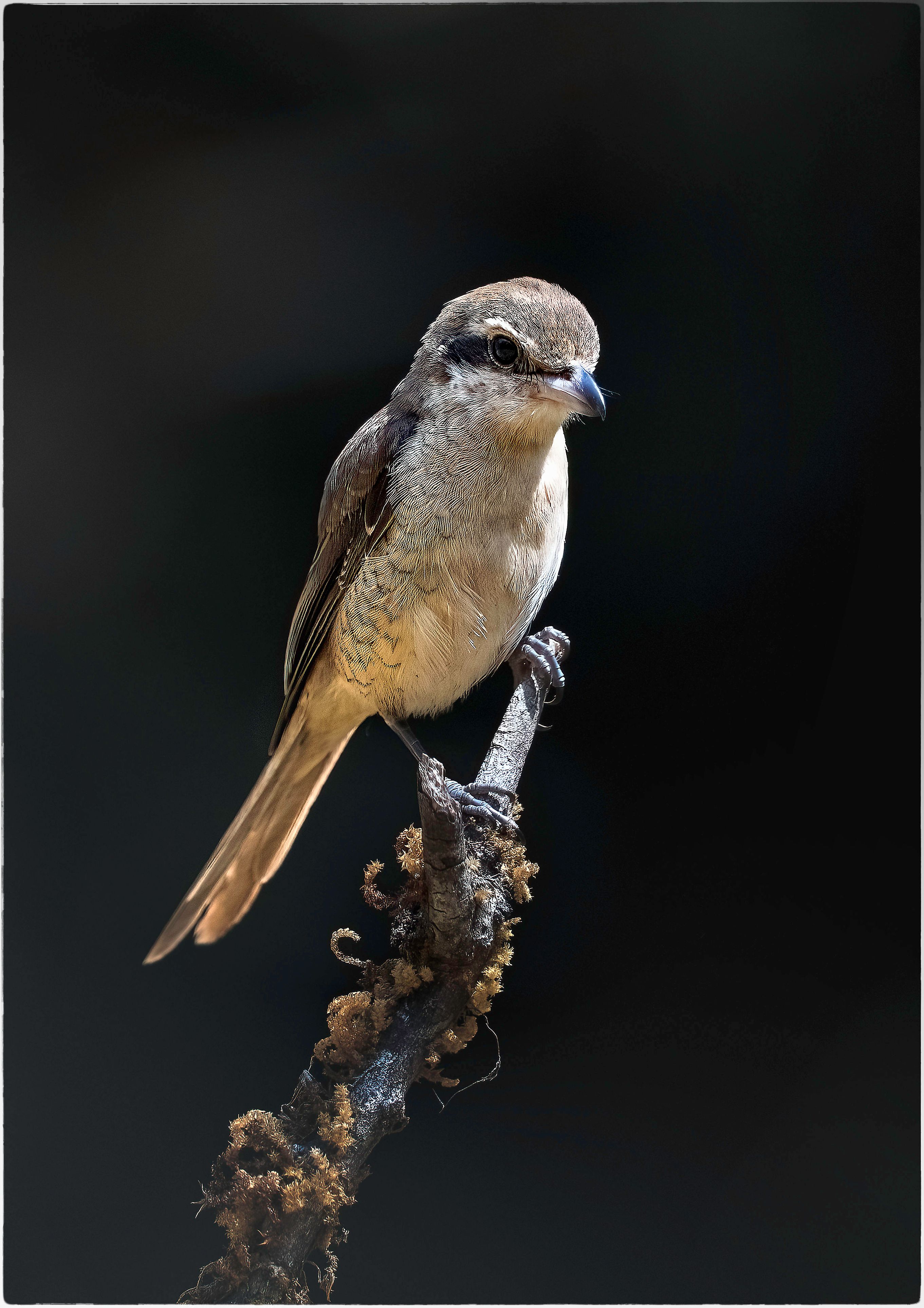 Eurasian Shrike on Branch with Dark Background · Free Stock Photo