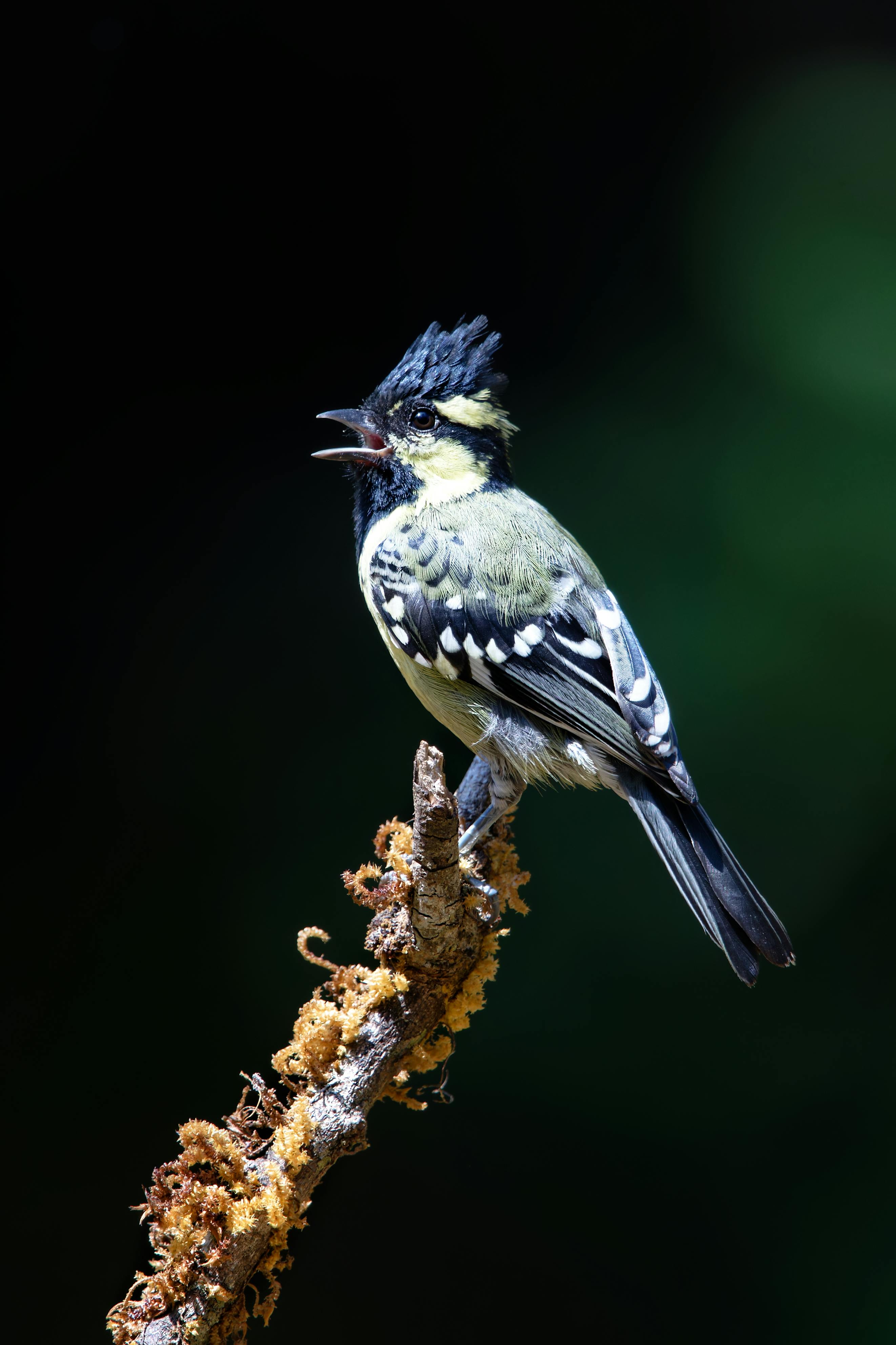 Birds Chattering Photos, Download The BEST Free Birds Chattering Stock ...