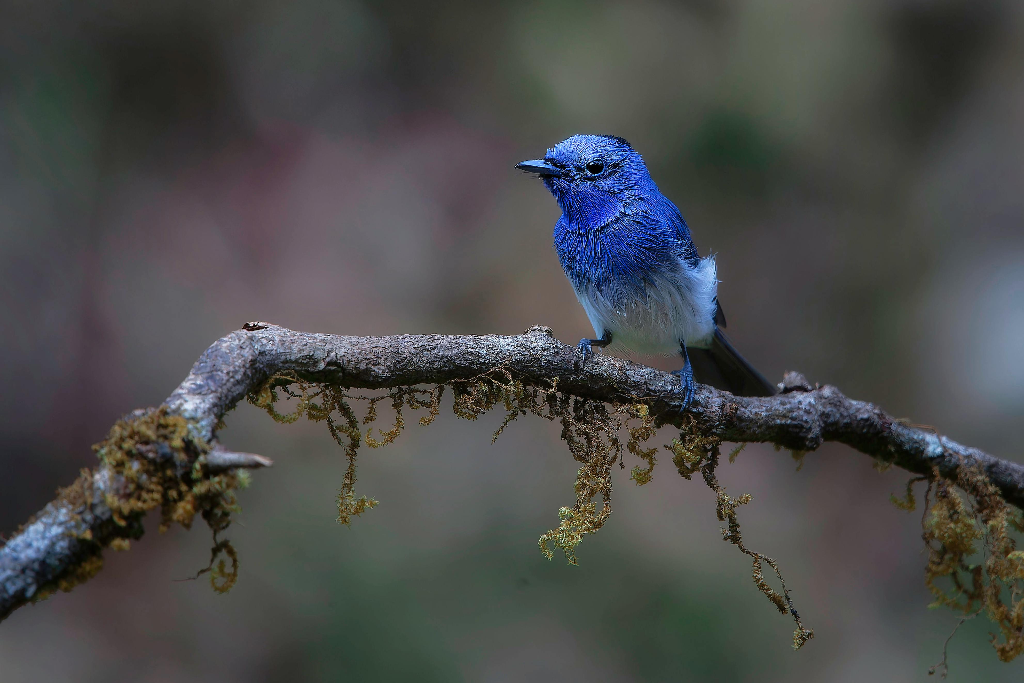 Bluebird Photos, Download The BEST Free Bluebird Stock Photos & HD Images