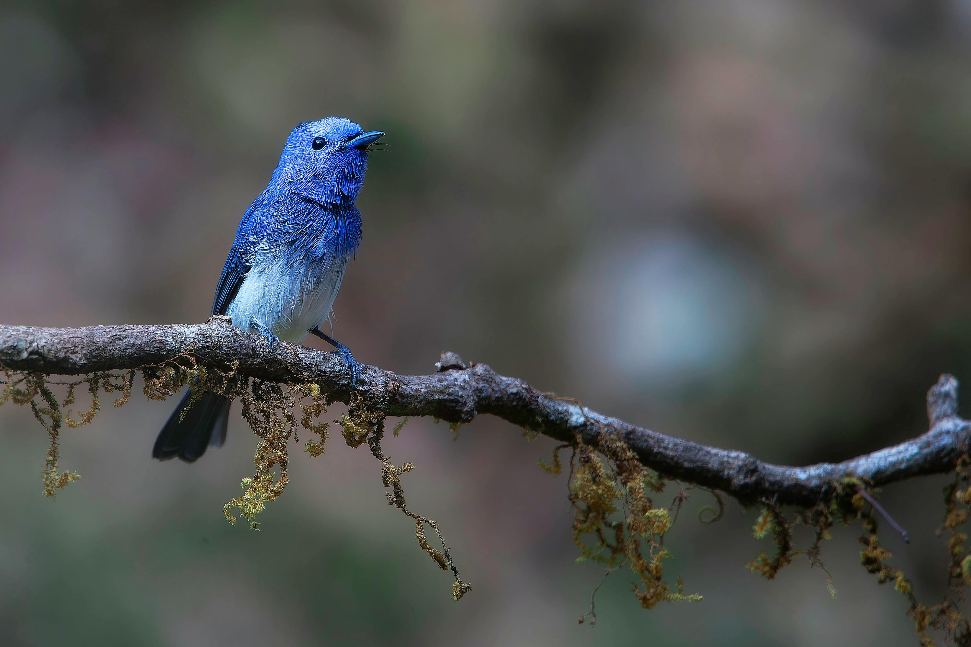 Bird Picher 1920 X 1080 Photos, Download The BEST Free Bird Picher 1920 ...