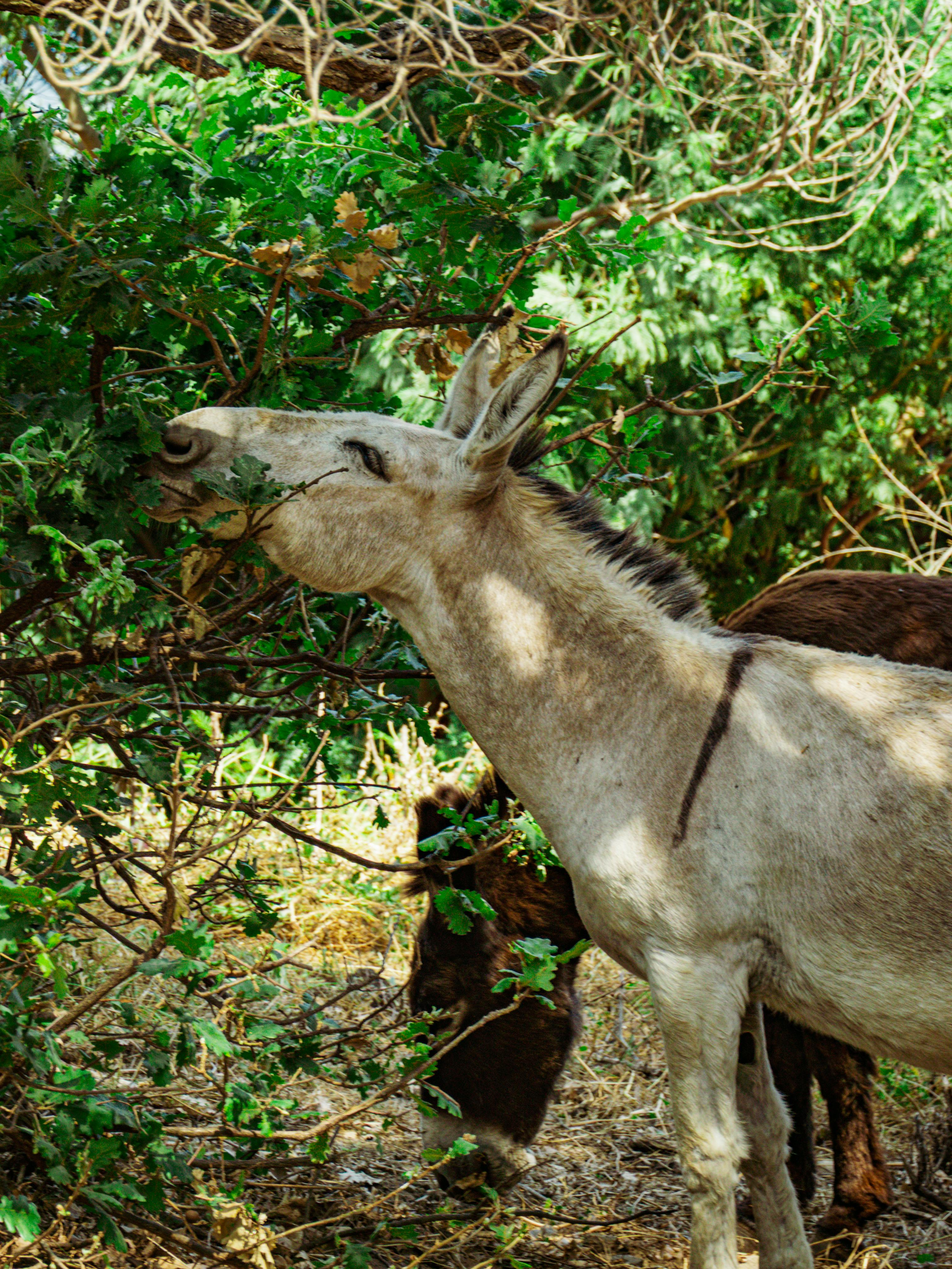 Donkey Poo Photos, Download The BEST Free Donkey Poo Stock Photos & HD ...