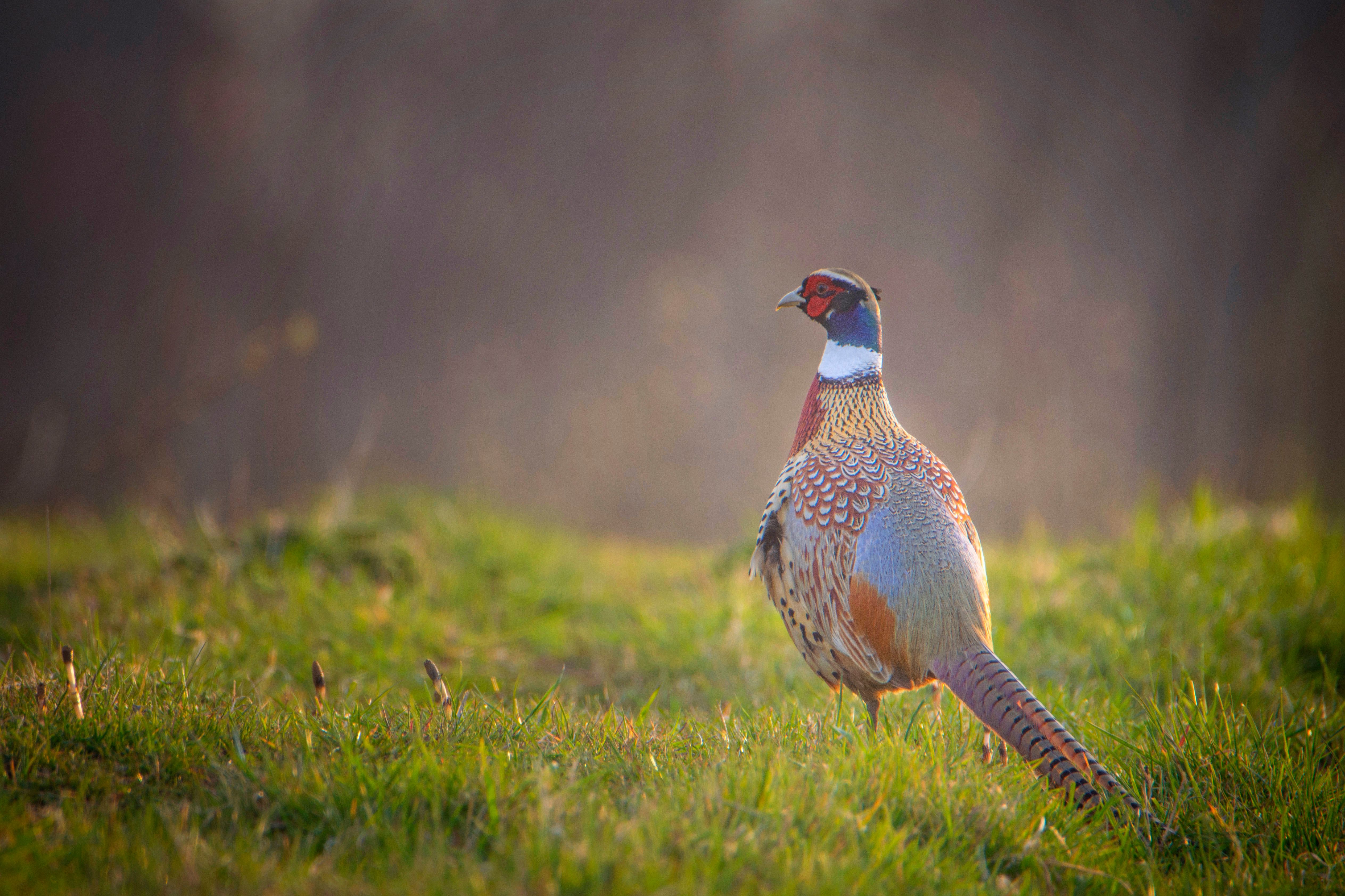 Colorful Pheasant in Natural Setting at Sunrise · Free Stock Photo