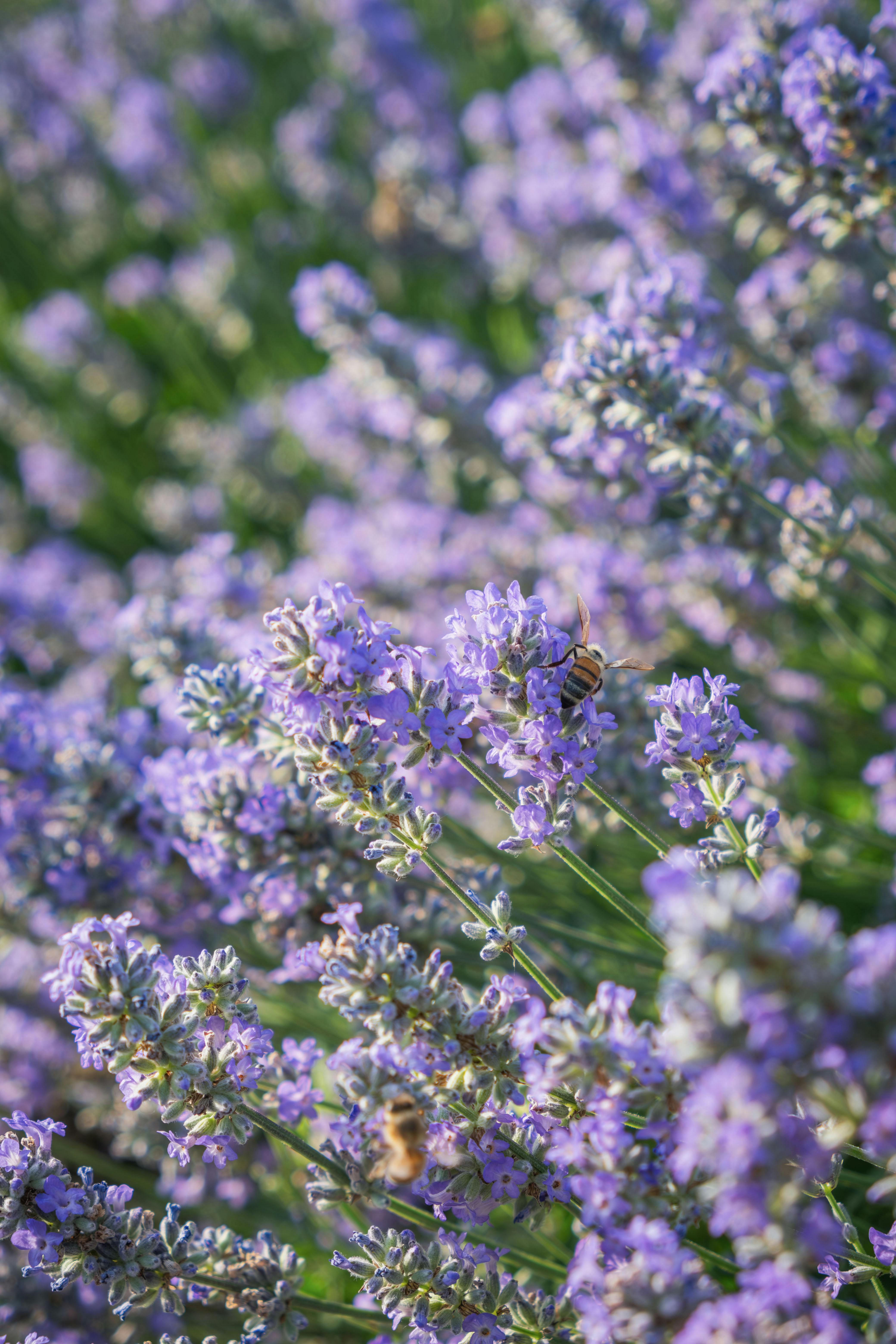Purple Lavender Field with Bees Pollinating · Free Stock Photo
