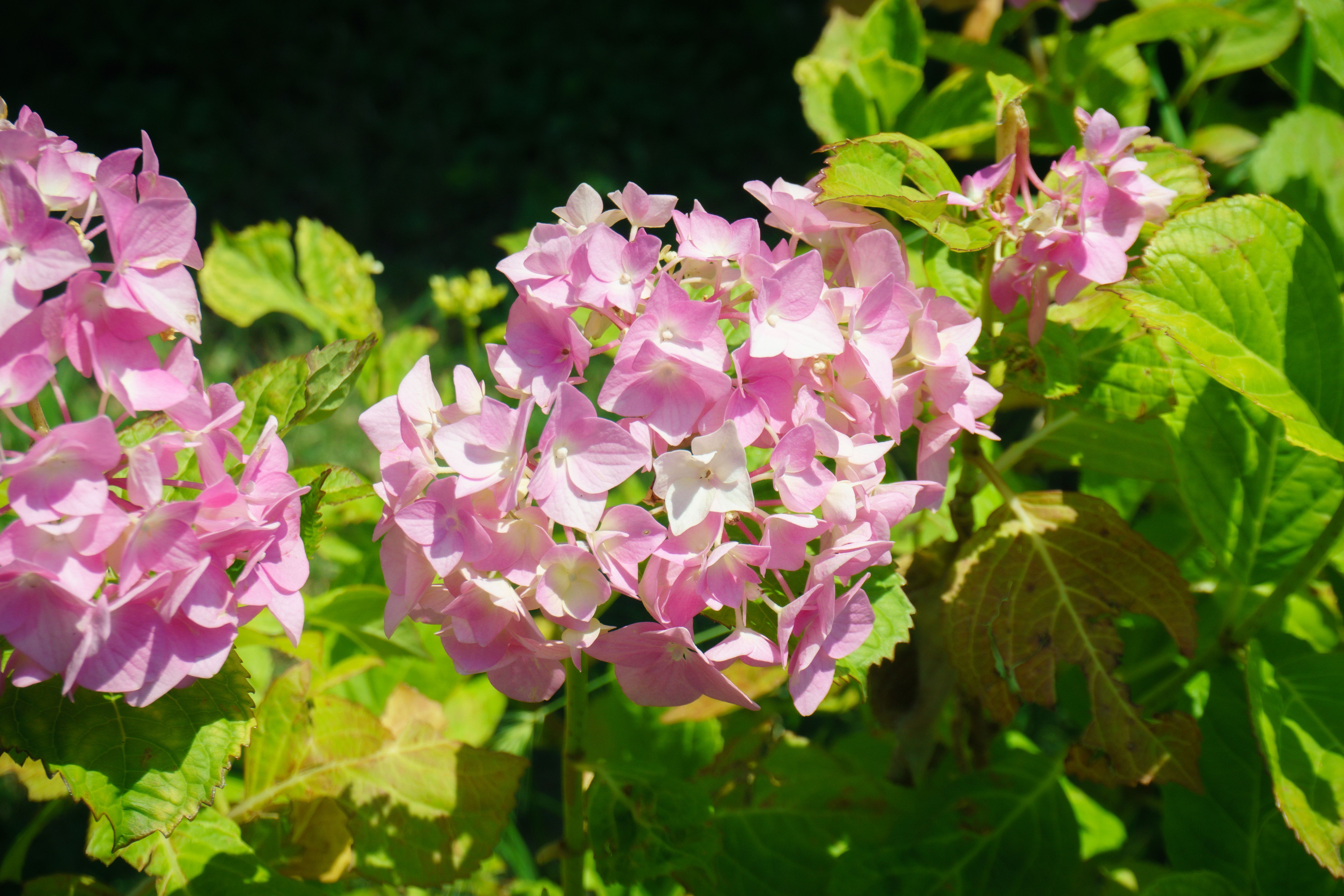 Vibrant Pink Hydrangeas in Sunlit Garden · Free Stock Photo