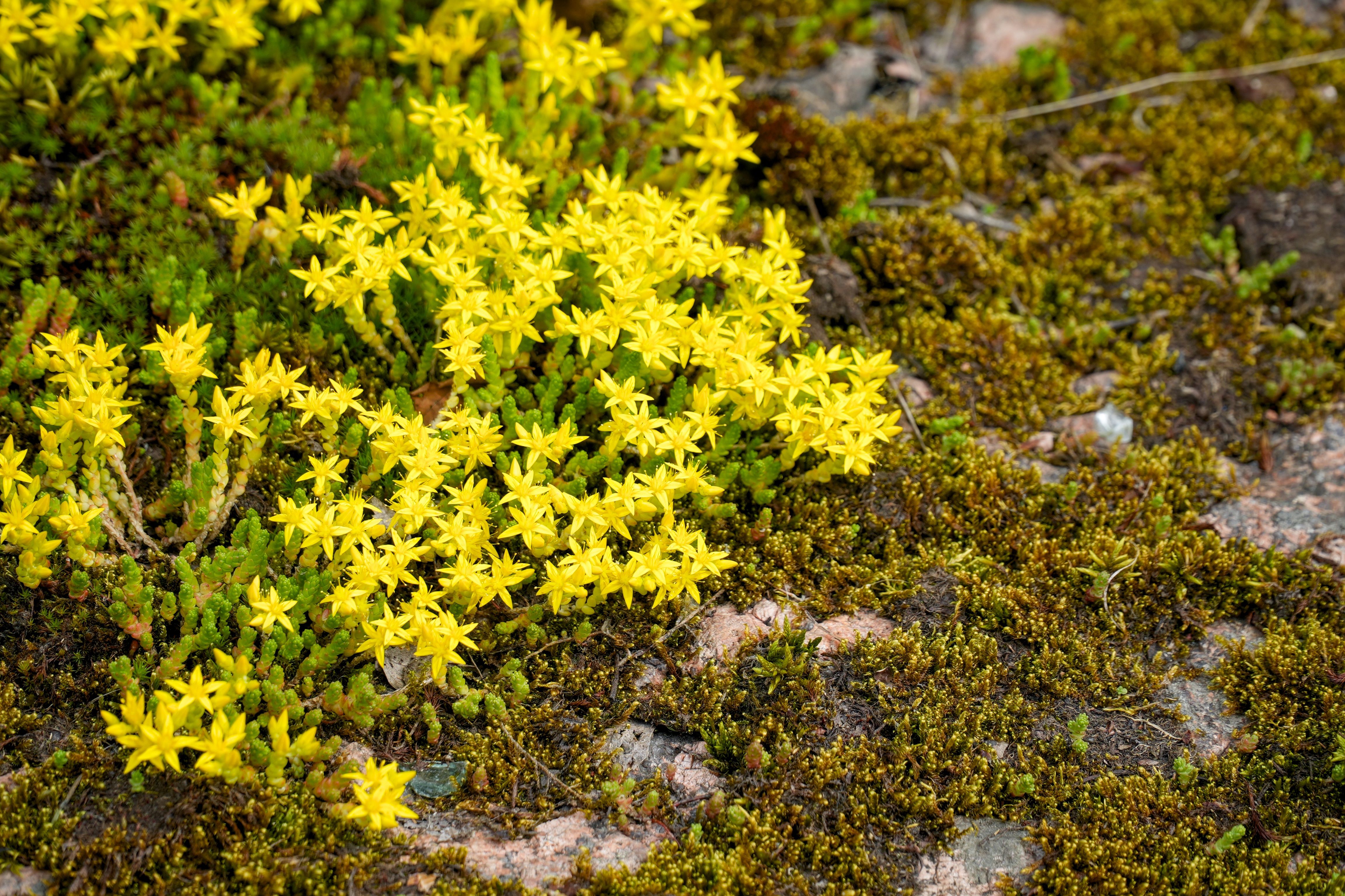 Yelow Photos, Download The BEST Free Yelow Stock Photos & HD Images