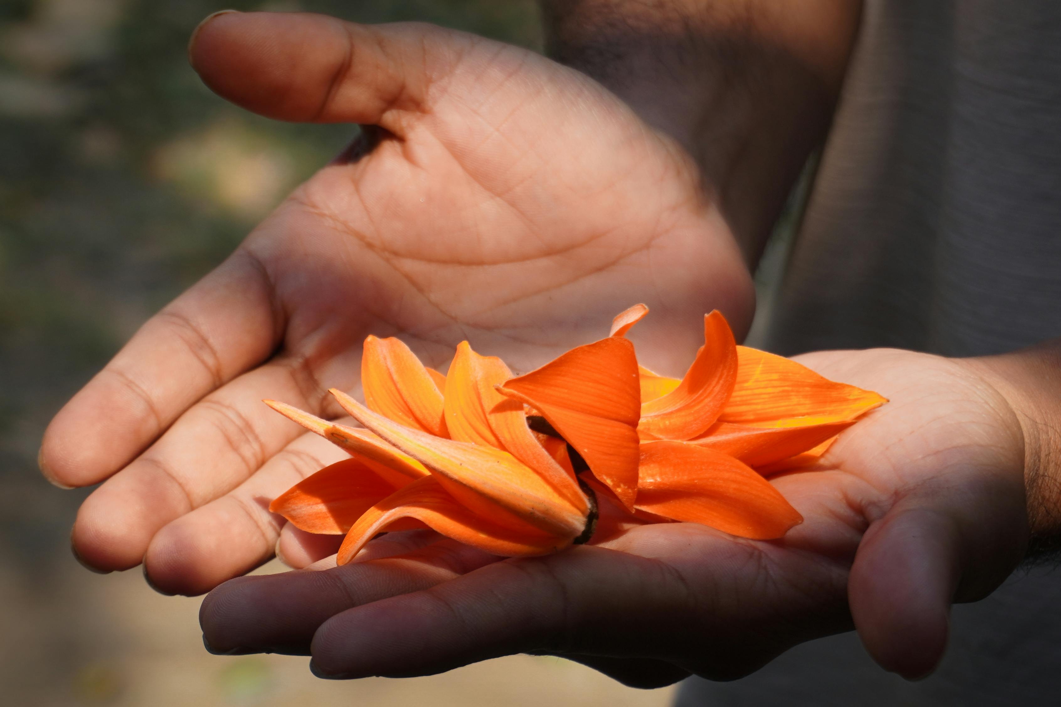 Palash Flower Photos, Download The BEST Free Palash Flower Stock Photos ...