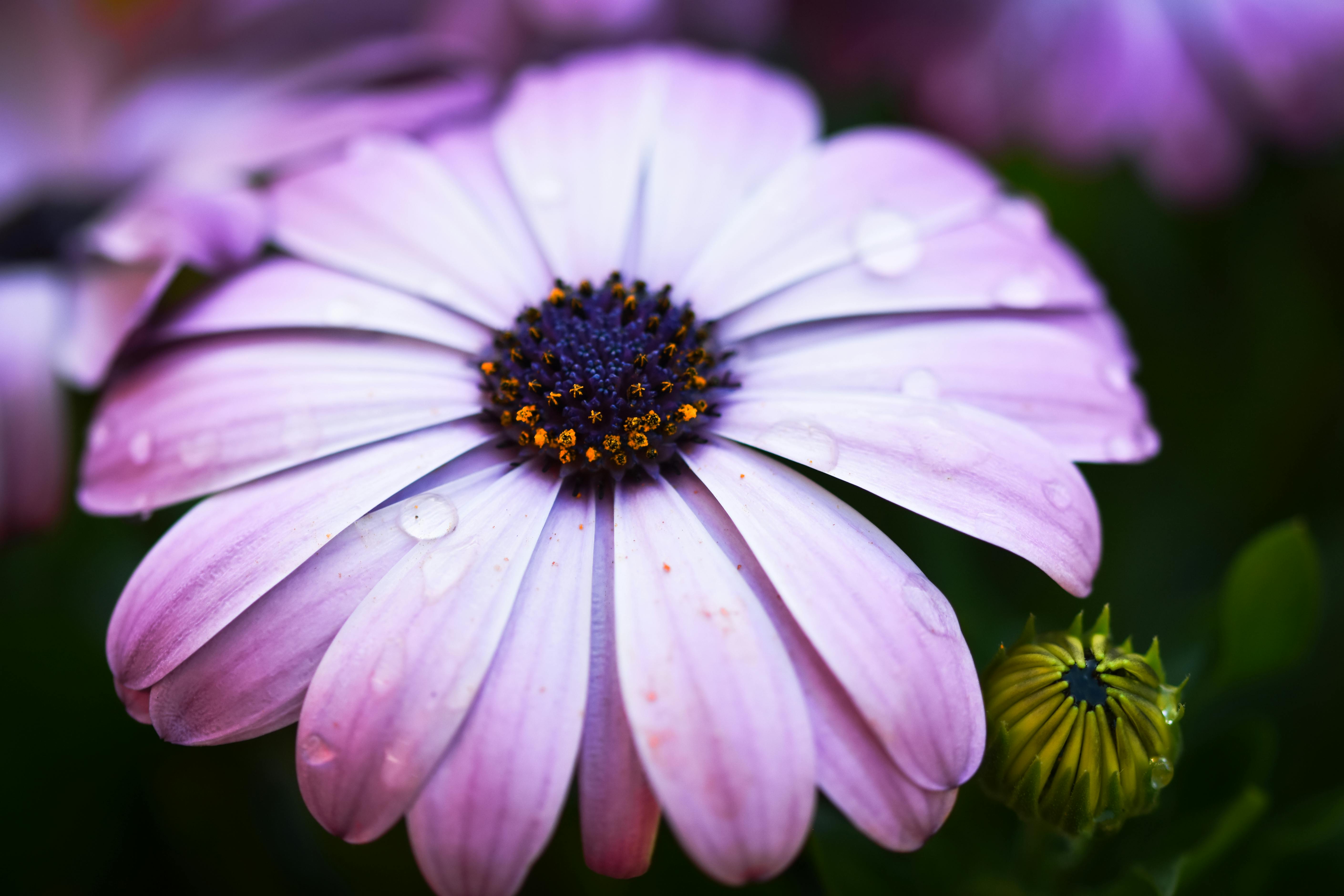 Purple Petaled Floewr · Free Stock Photo