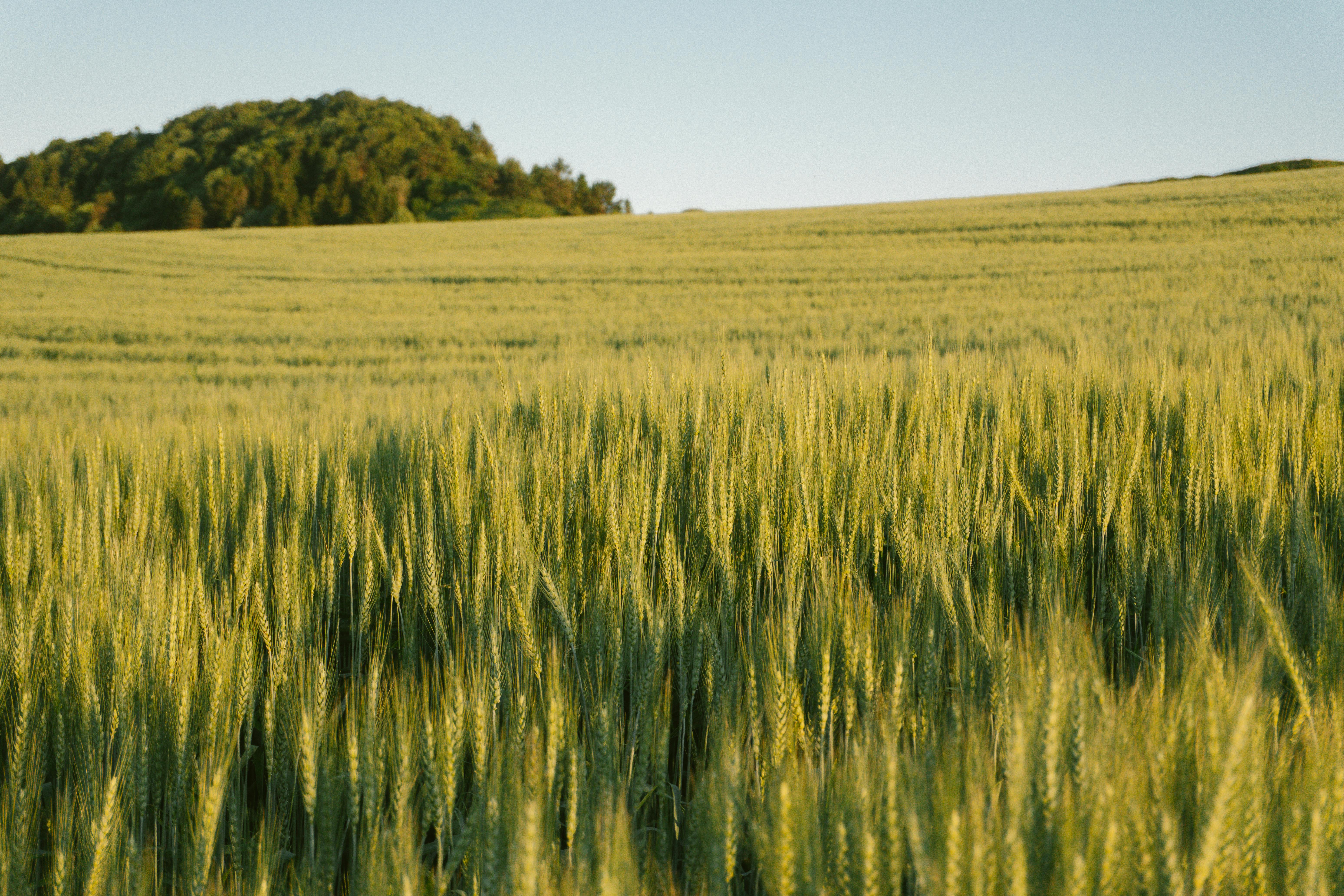 Field Crops Pics Photos, Download The BEST Free Field Crops Pics Stock ...