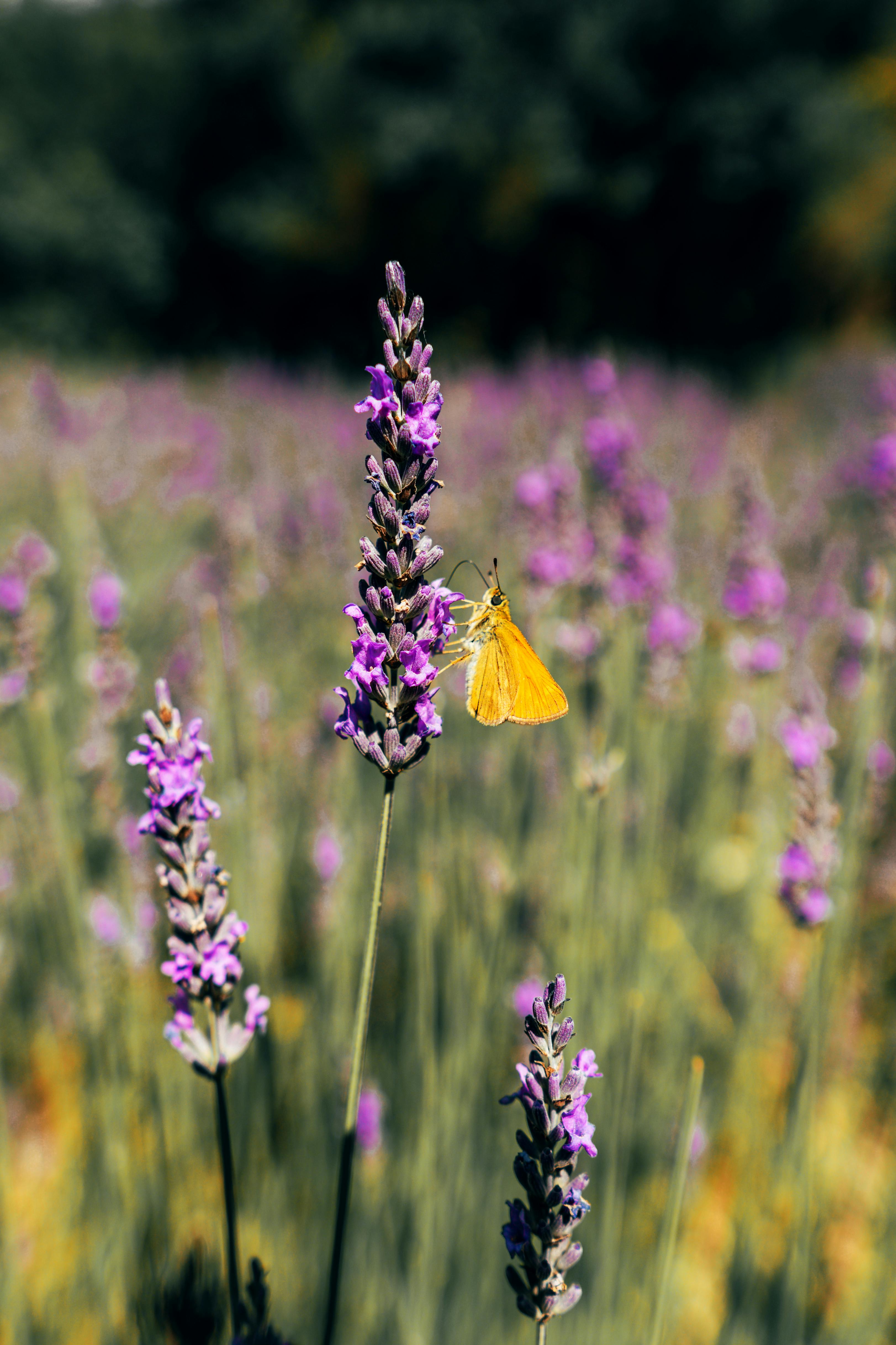 Lavender Fields in Èze with Butterfly · Free Stock Photo